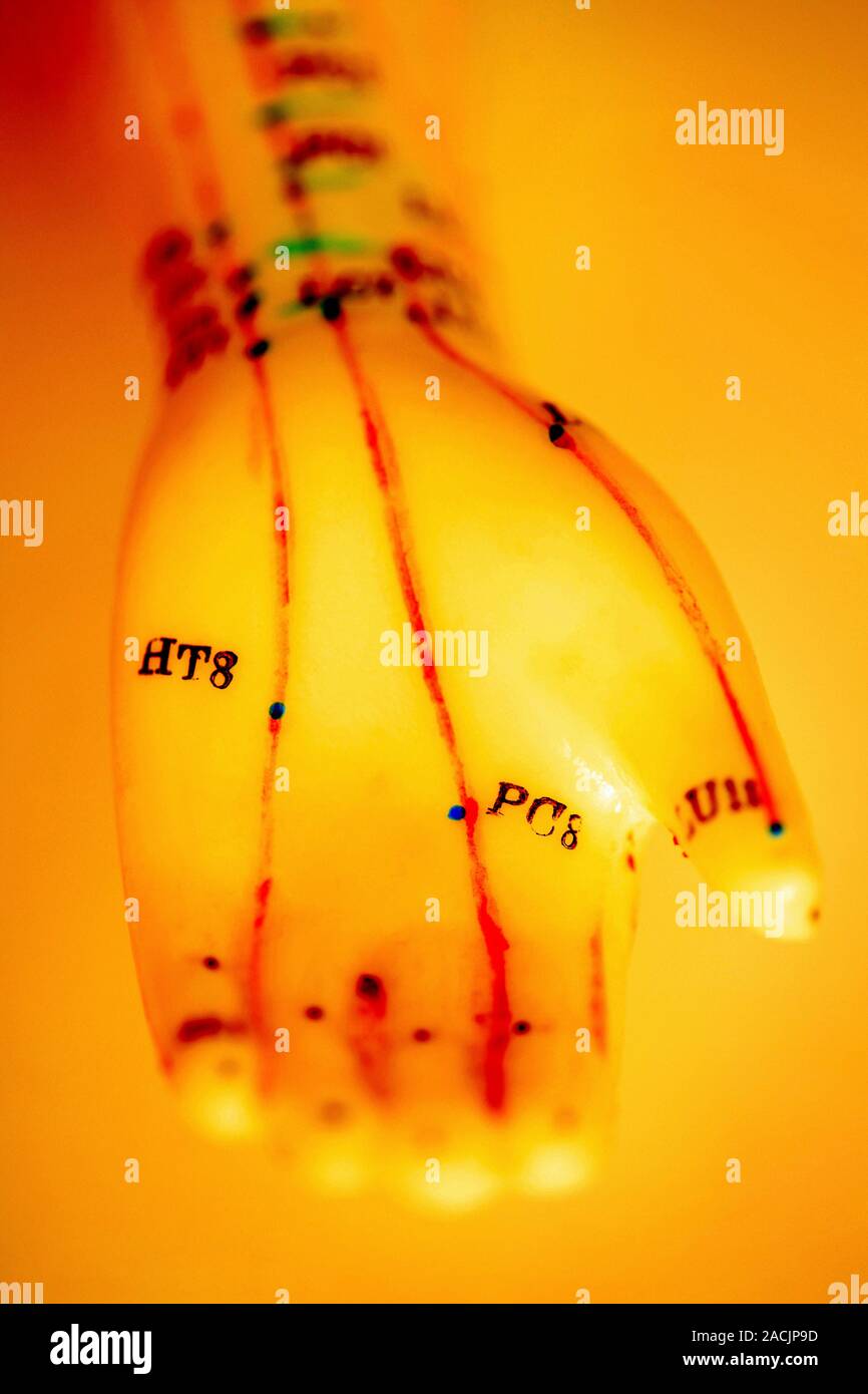 Chinese acupuncture model. Hand of a Chinese acupuncture model, with ...