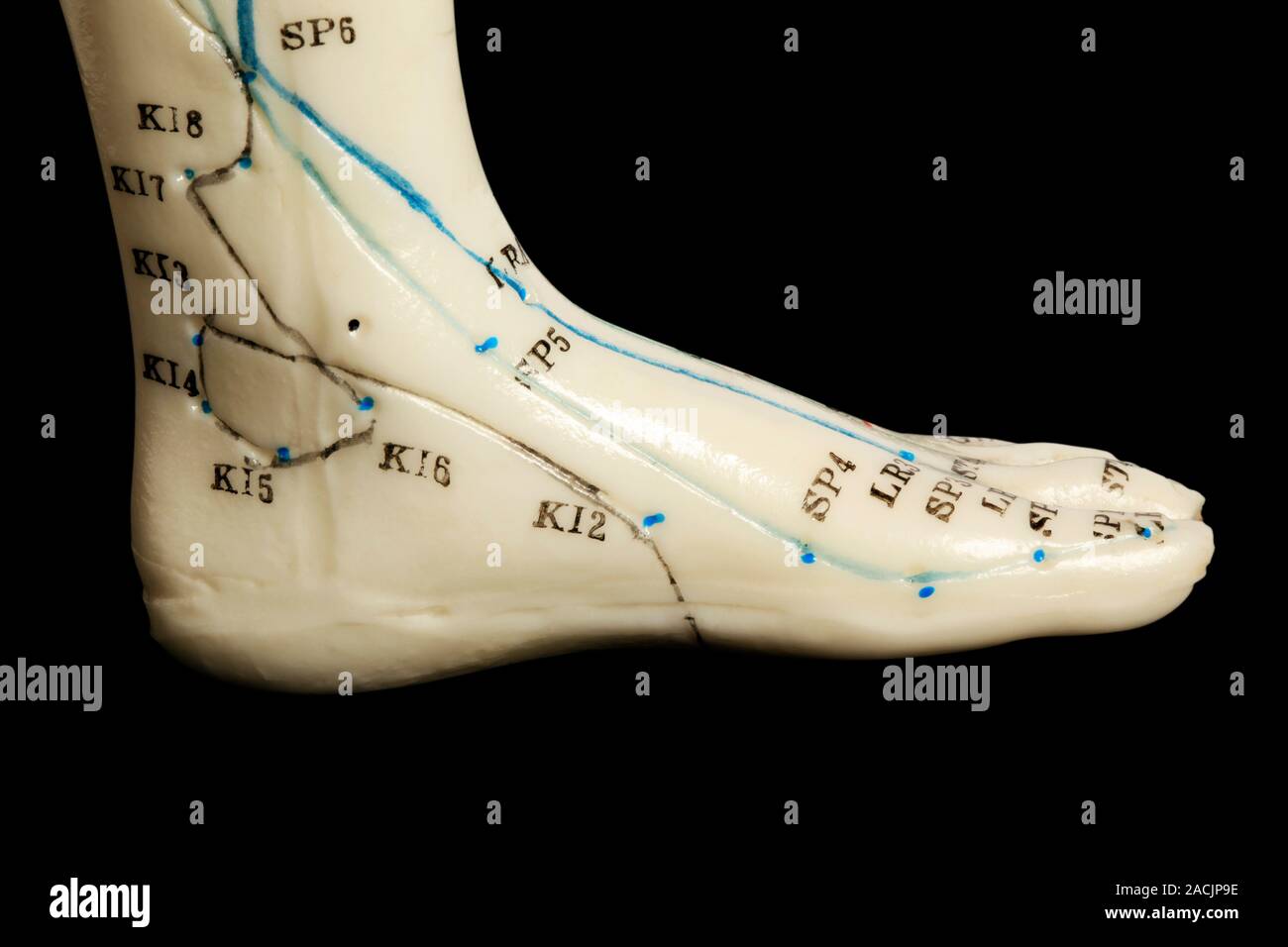 Chinese acupuncture model. Foot of a Chinese acupuncture model, with ...