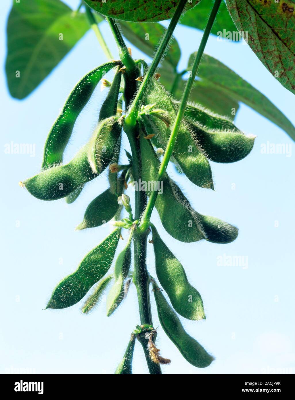 Soya bean pods. Close-up of beans of the soya plant (Glycine max ...