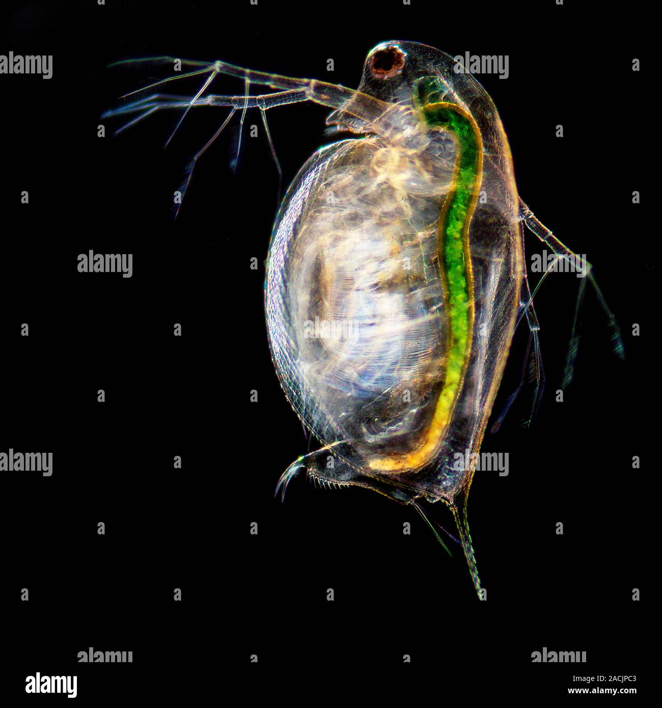 Water flea. Macrophotograph of a water flea (Daphnia sp.), showing its ...