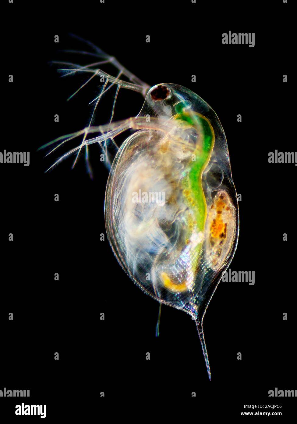 Water flea. Macrophotograph of a water flea (Daphnia sp.), showing its ...