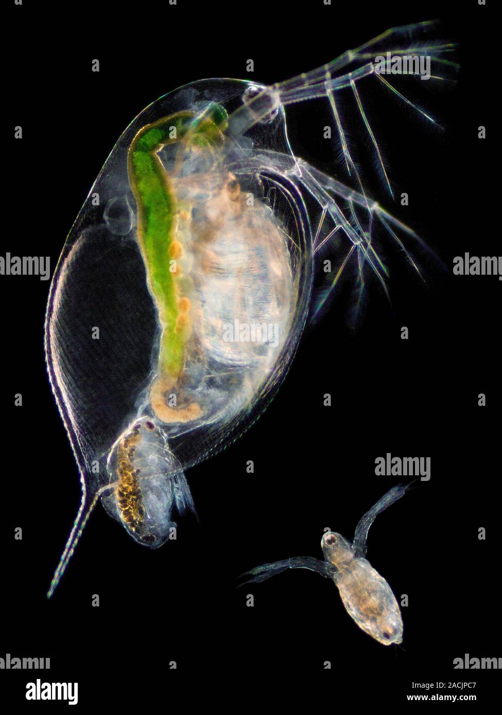 Water flea. Macrophotograph of a water flea (Daphnia sp.) giving birth ...