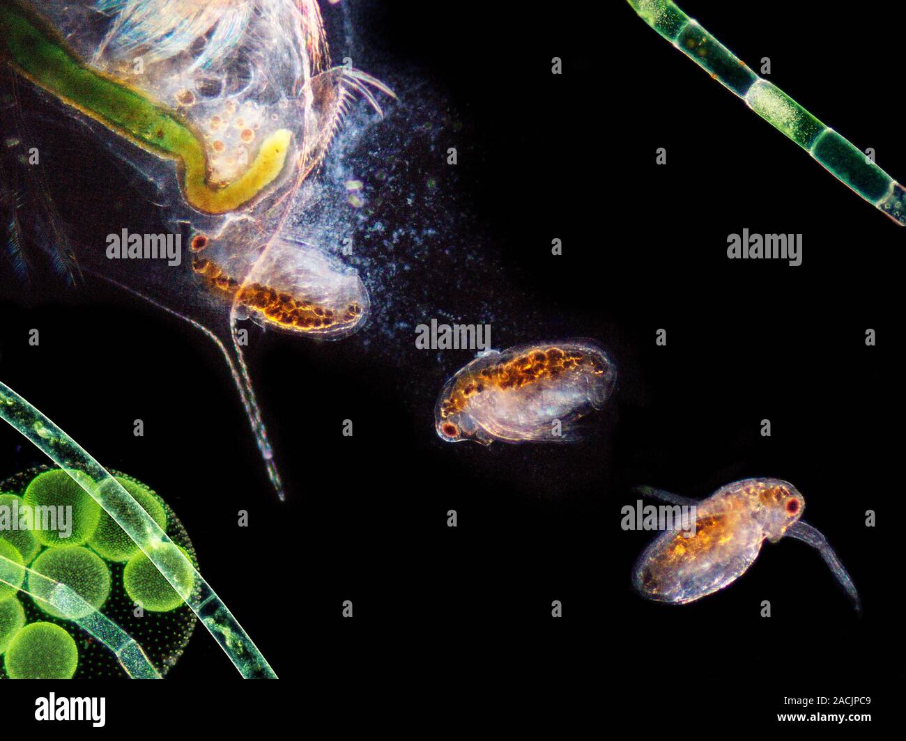 Water flea. Macrophotograph of a water flea (Daphnia sp.) giving birth ...