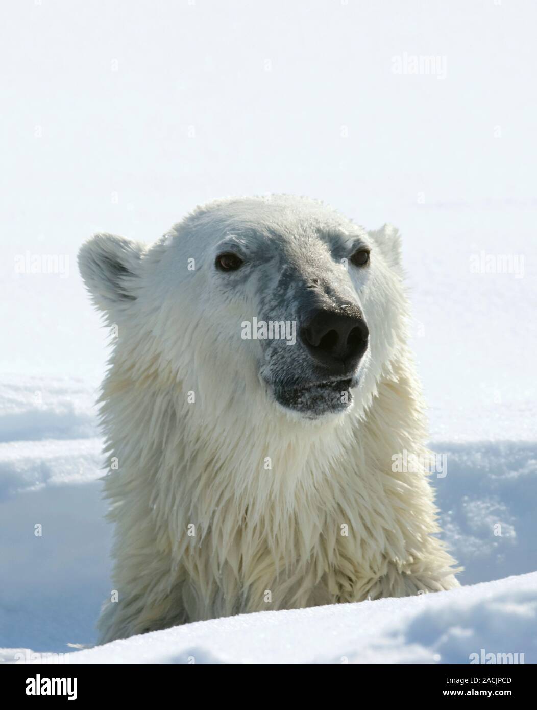 Polar bear (Ursus maritimus), Baffin Island, Canada Stock Photo - Alamy