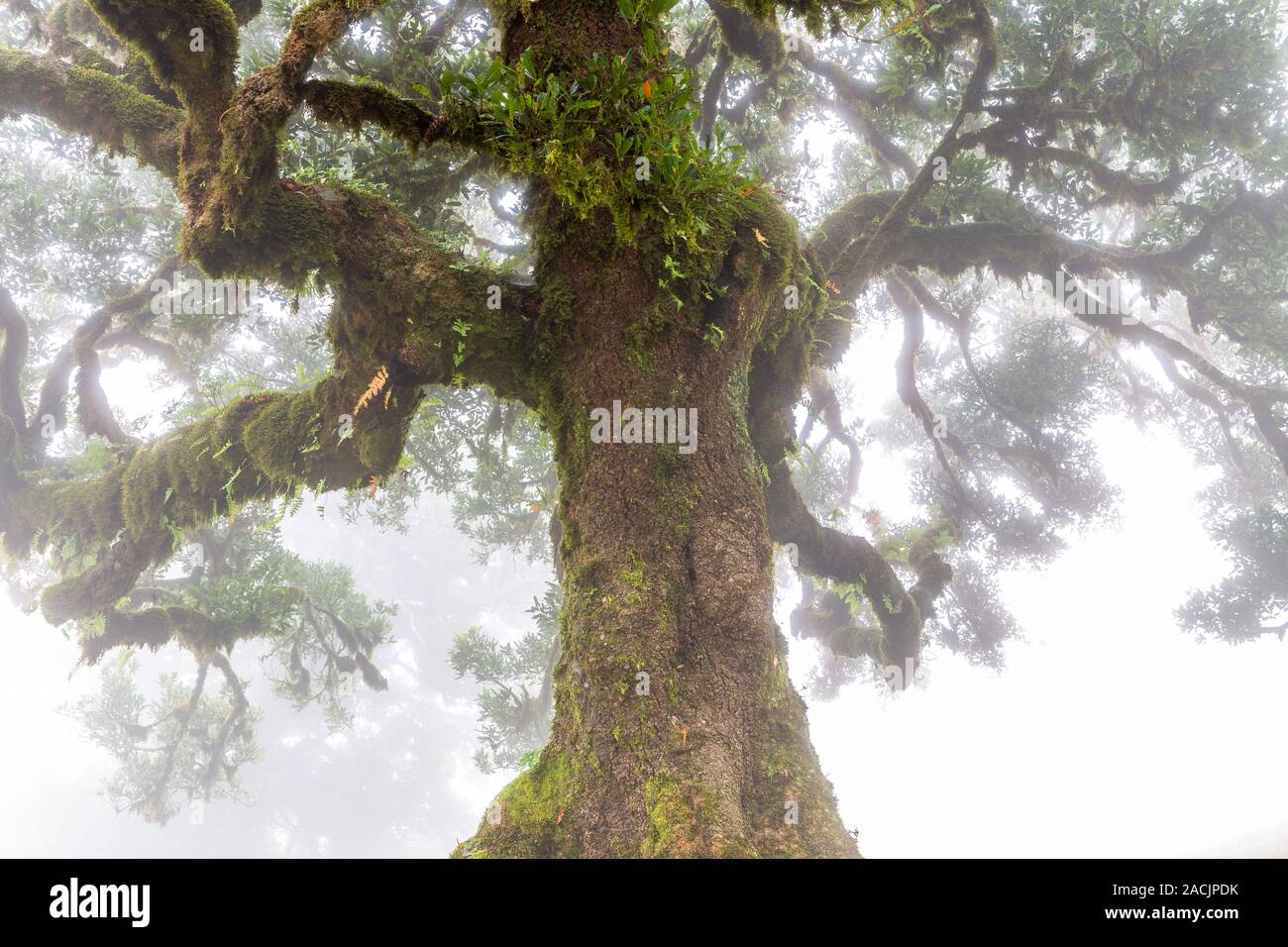 Green laurel forest hi-res stock photography and images - Alamy