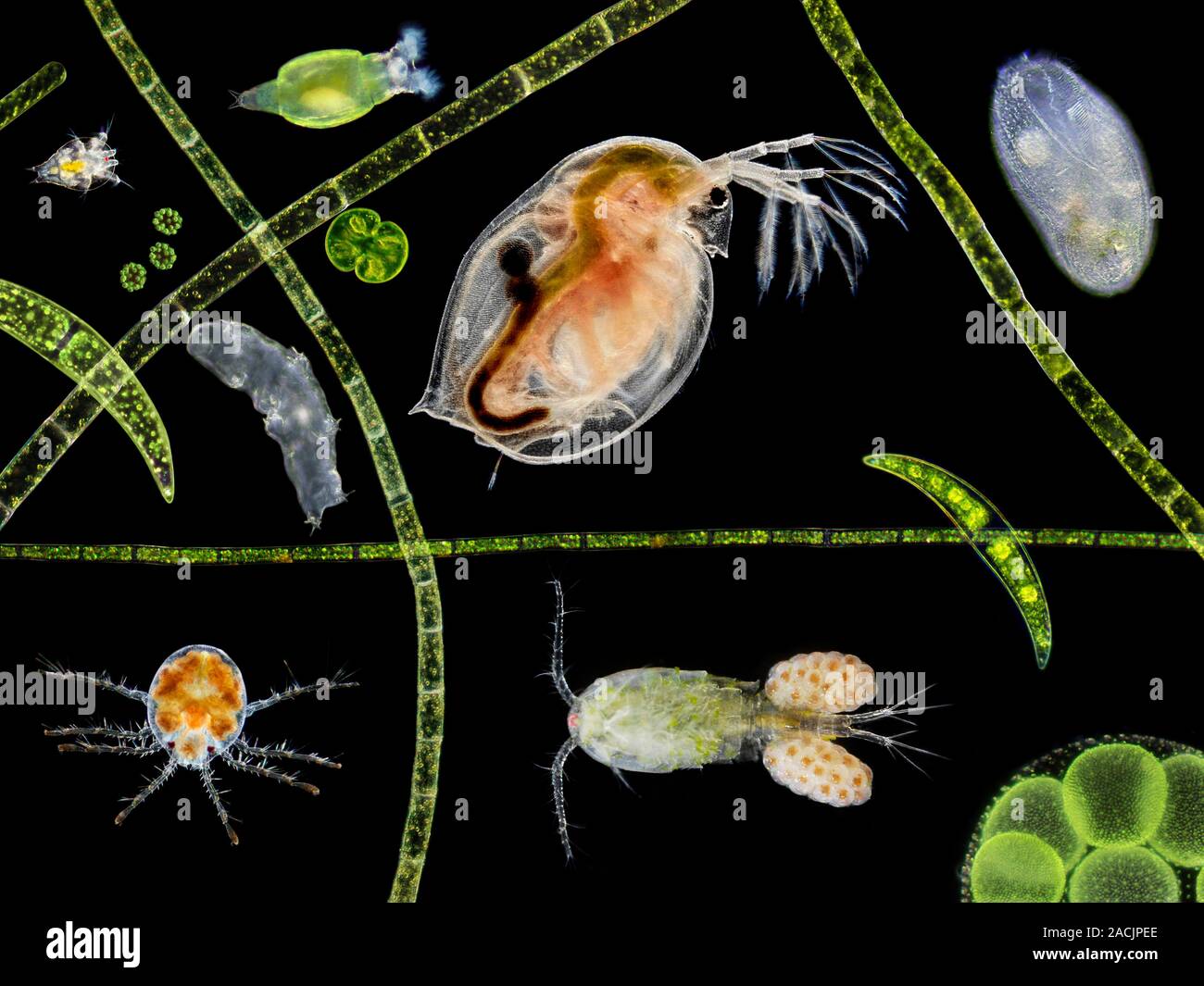 Pond life, composite macrophotograph. At centre is a water flea ...