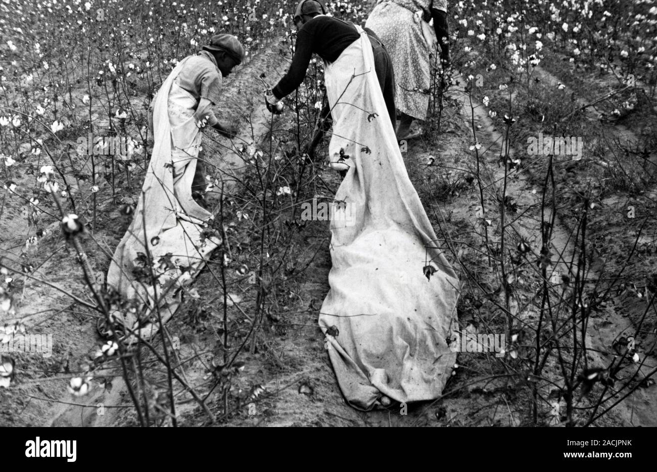 Cotton pickers, harvesting cotton bolls (white) from fields of cotton ...