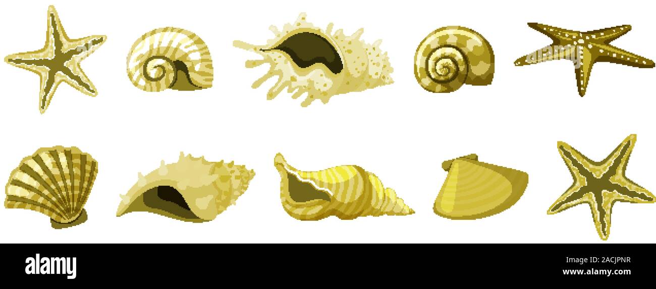 Set of isolated seashells in yellow color illustration Stock Vector ...