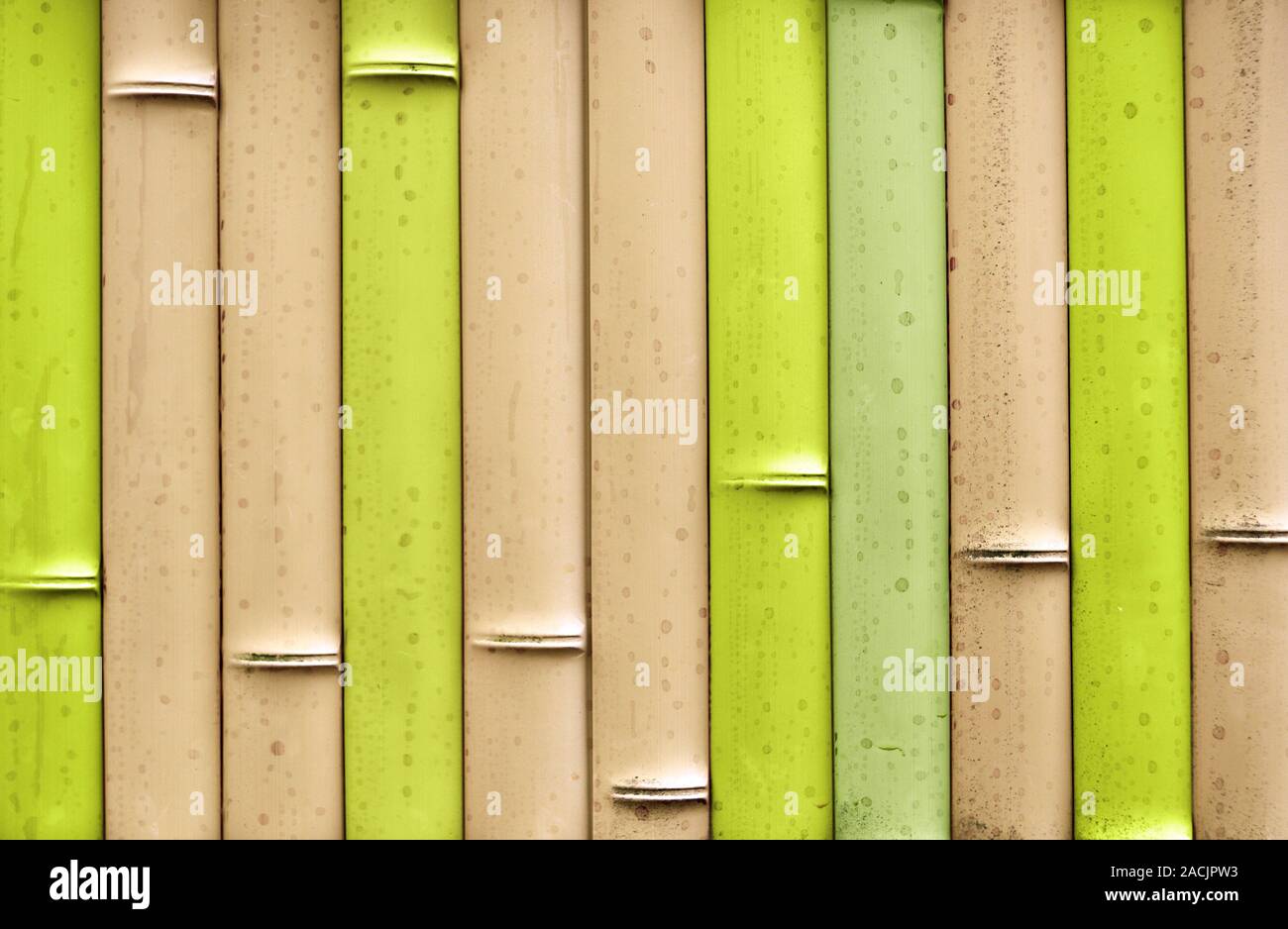 Bamboo fence. Wall texture background with green and yellow bamboo ...