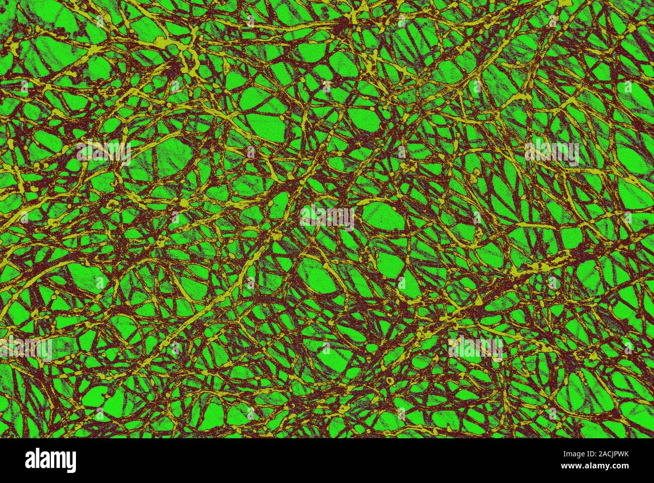 Microtubules. Coloured scanning electron micrograph (SEM) of ...