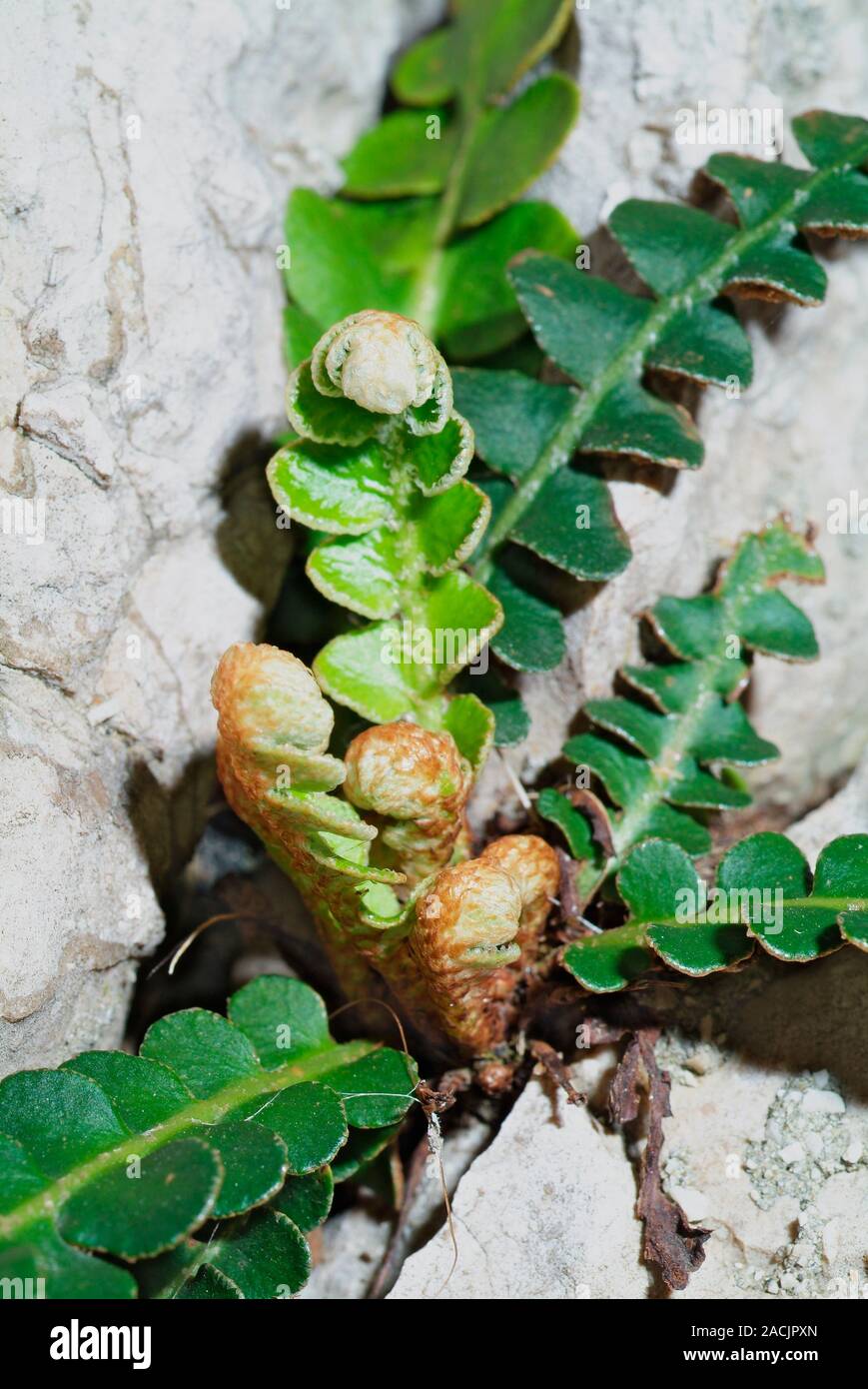 Rustyback (Ceterach officinarum Stock Photo - Alamy