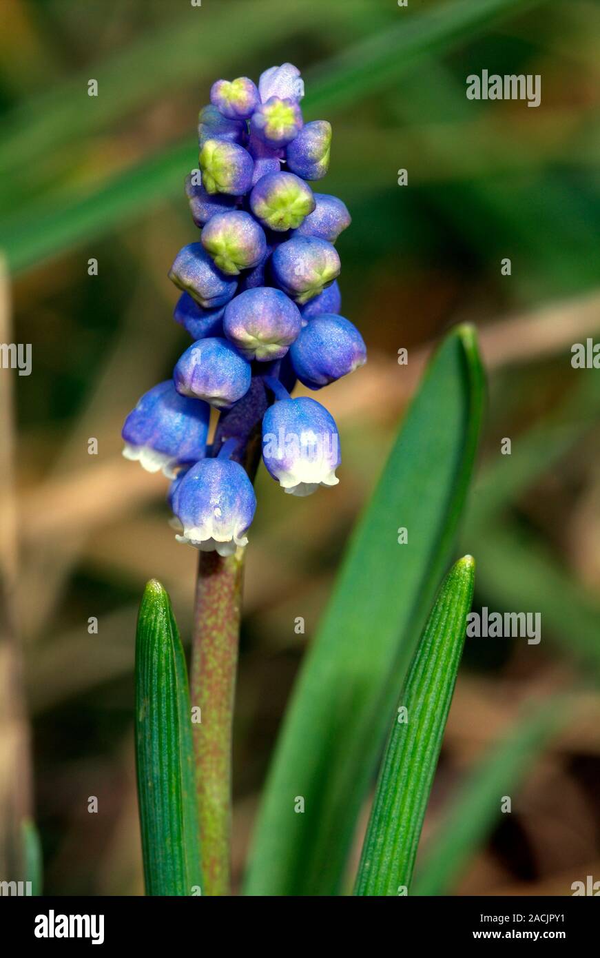 Grape Hyacinth (Muscari botryoides) flowering in Spring Stock Photo - Alamy