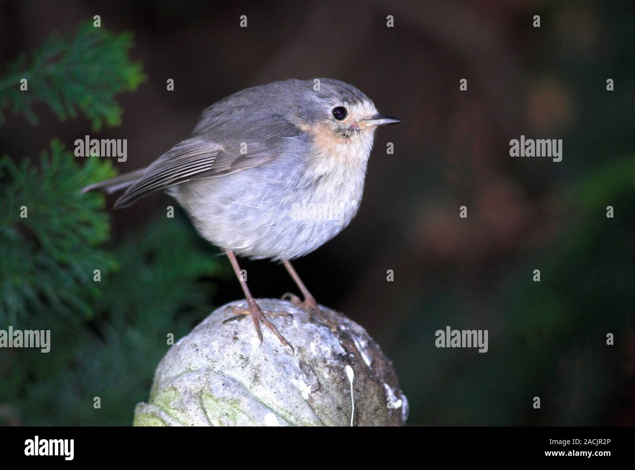 Leucistic european robin (Erithracus rubecula). Leucism is a condition ...