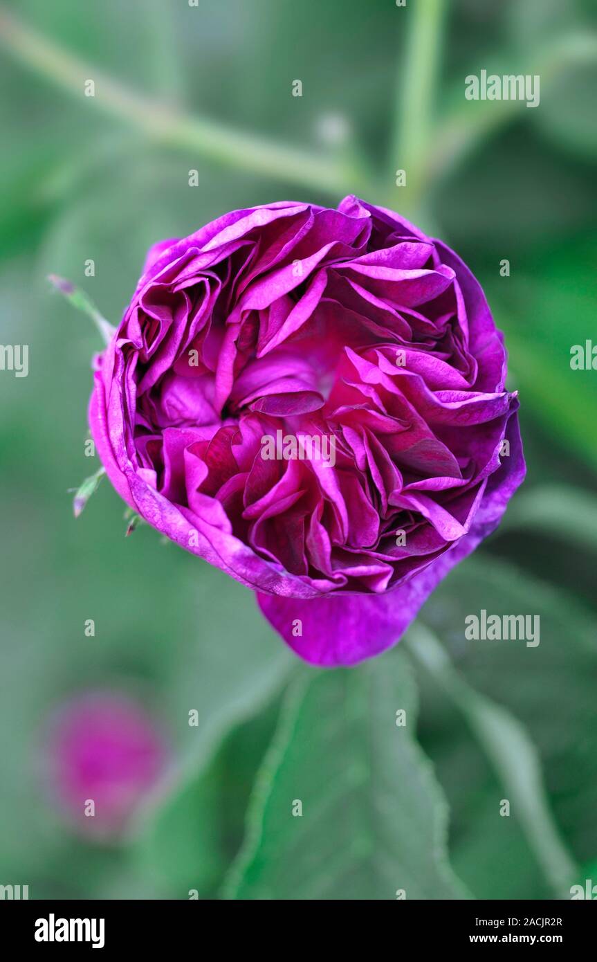 Rose (Rosa 'Charles-de-Mills') in flower. Photographed in Dorset, UK ...