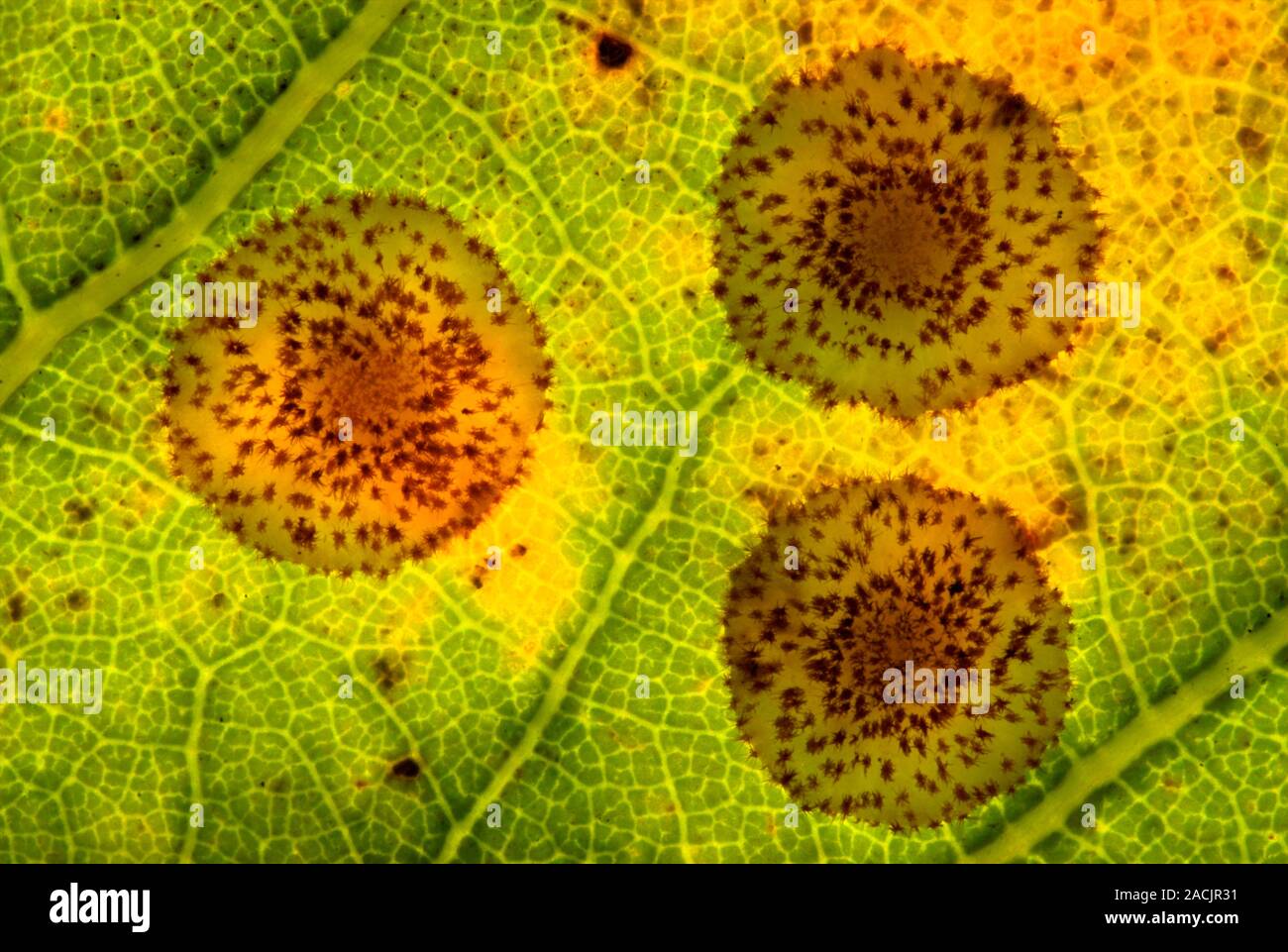 Oak spangle galls. Spangle galls caused by larvae of the Neuroterus ... Oak spangle galls. Spangle galls caused by larvae of the Neuroterus ...