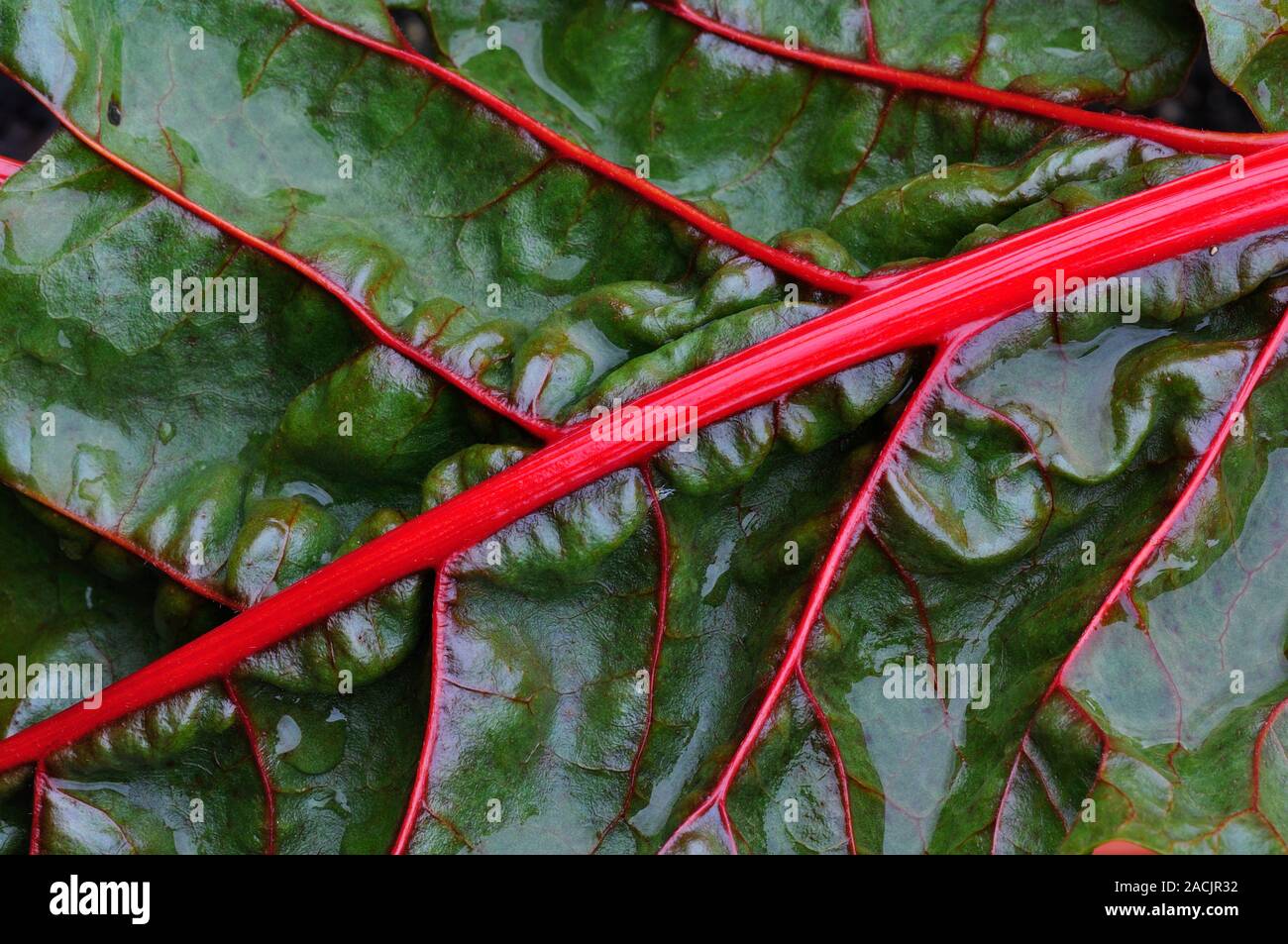 Swiss chard (Beta vulgaris 'Jacob's coat') leaf. Swiss chard is a plant ...