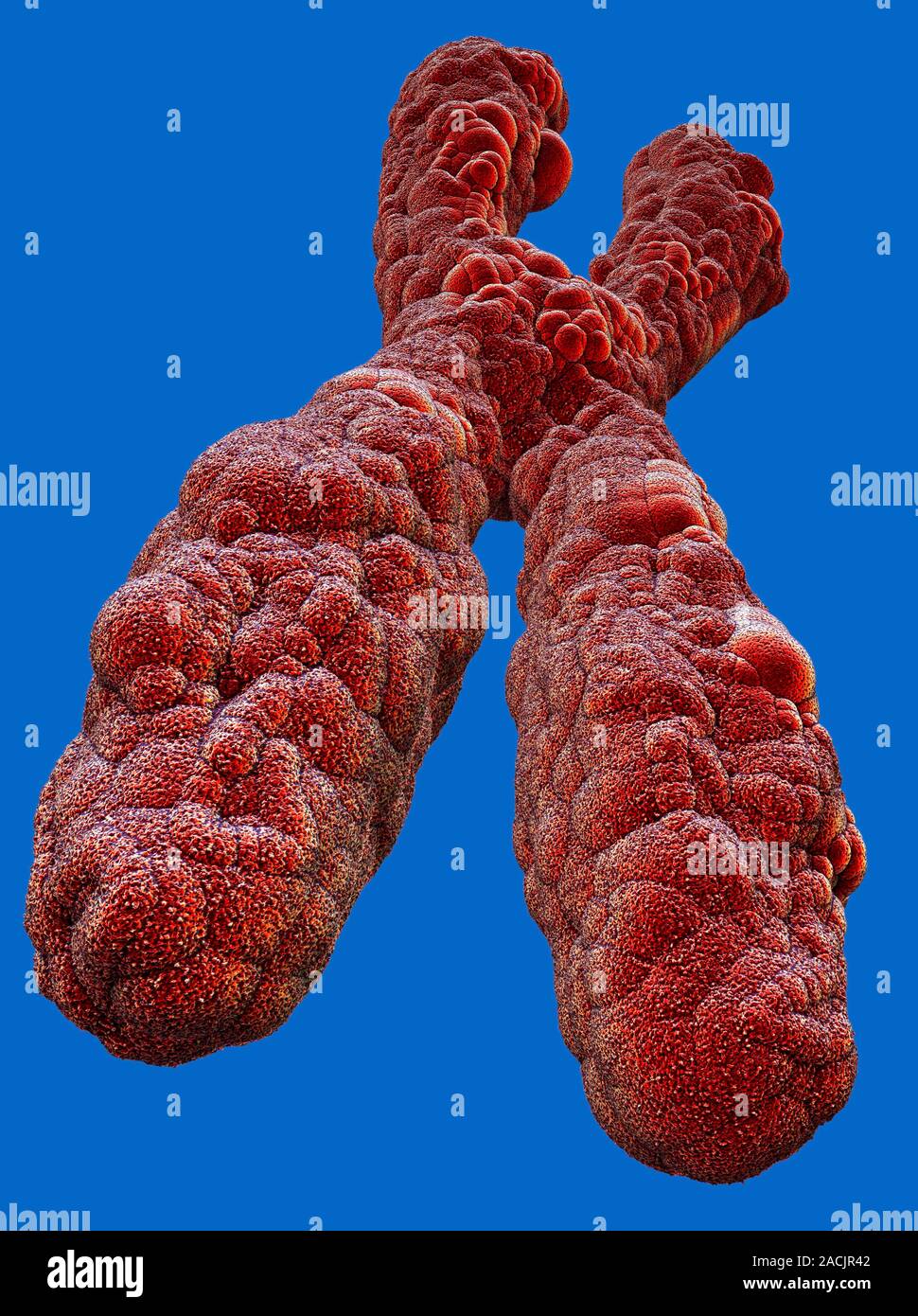 Chromosome. Computer artwork of a condensed chromosome. Chromosomes ...