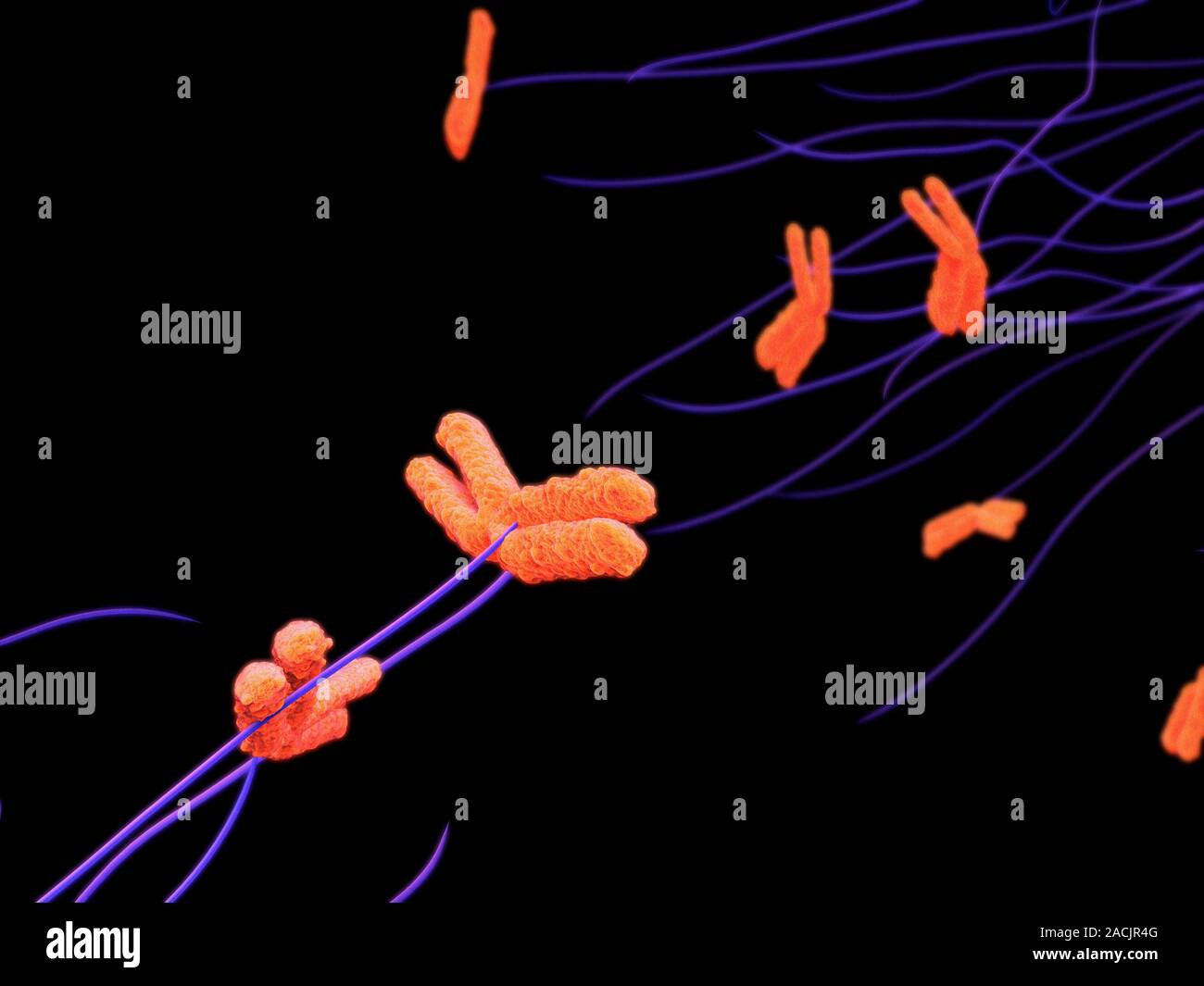 Meiosis. Computer artwork of anaphase (I) during meiosis (gamete ...