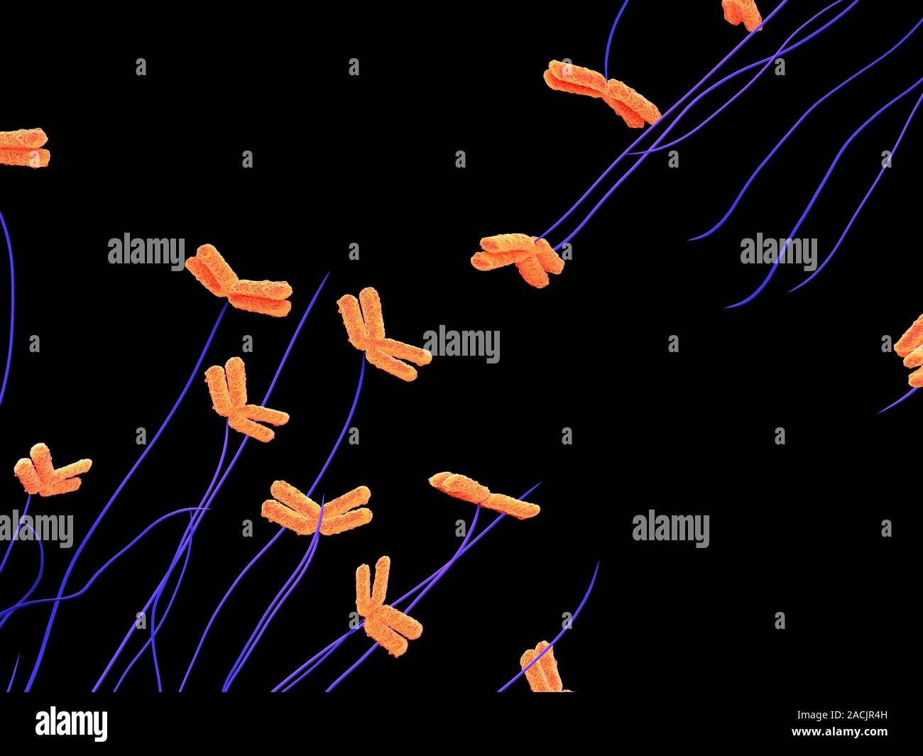Meiosis. Computer artwork of anaphase (I) during meiosis (gamete ...