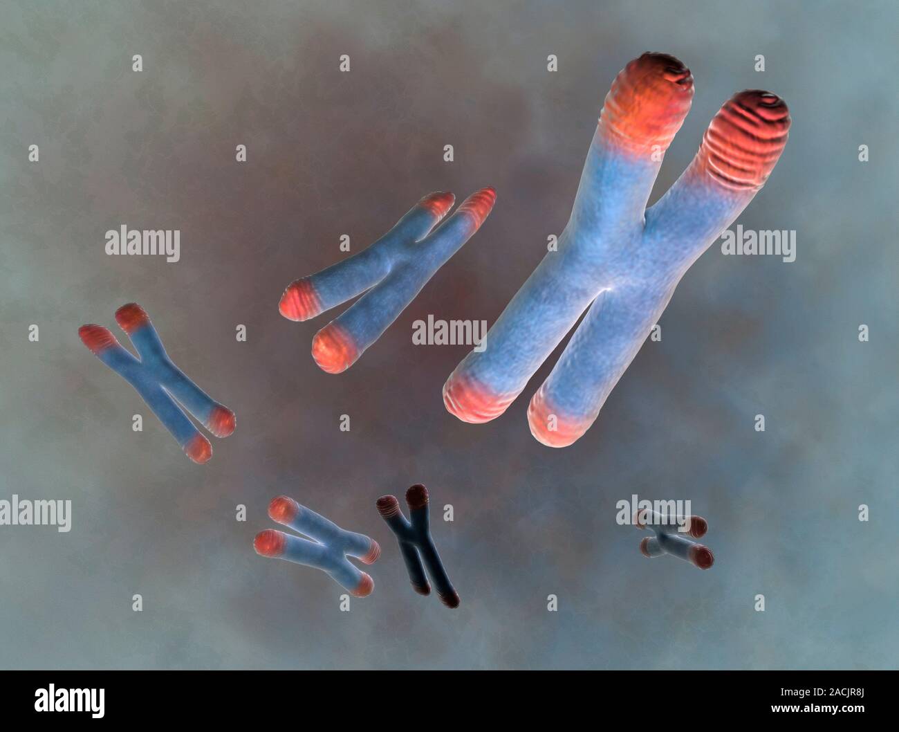 Chromosomes with telomeres. Computer artwork of human chromosomes ...