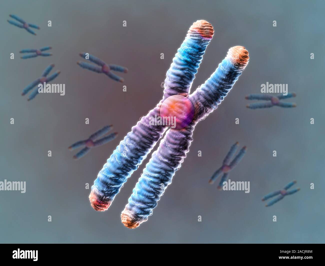 Chromosome. Computer artwork of a human chromosome showing the ...