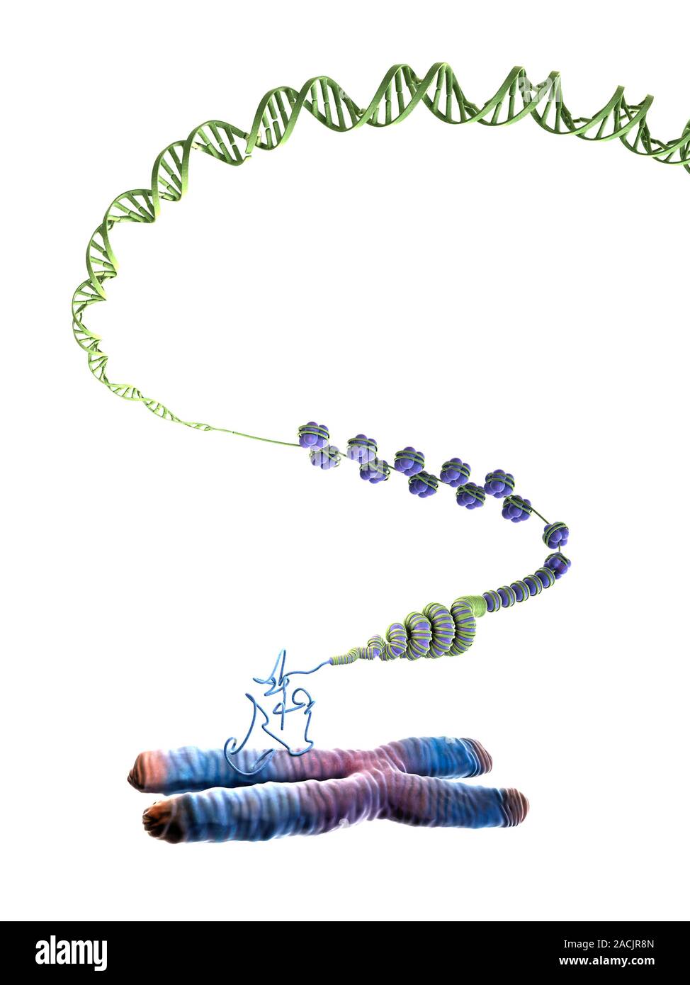 DNA packaging. Computer artwork showing how DNA (deoxyribonucleic acid ...