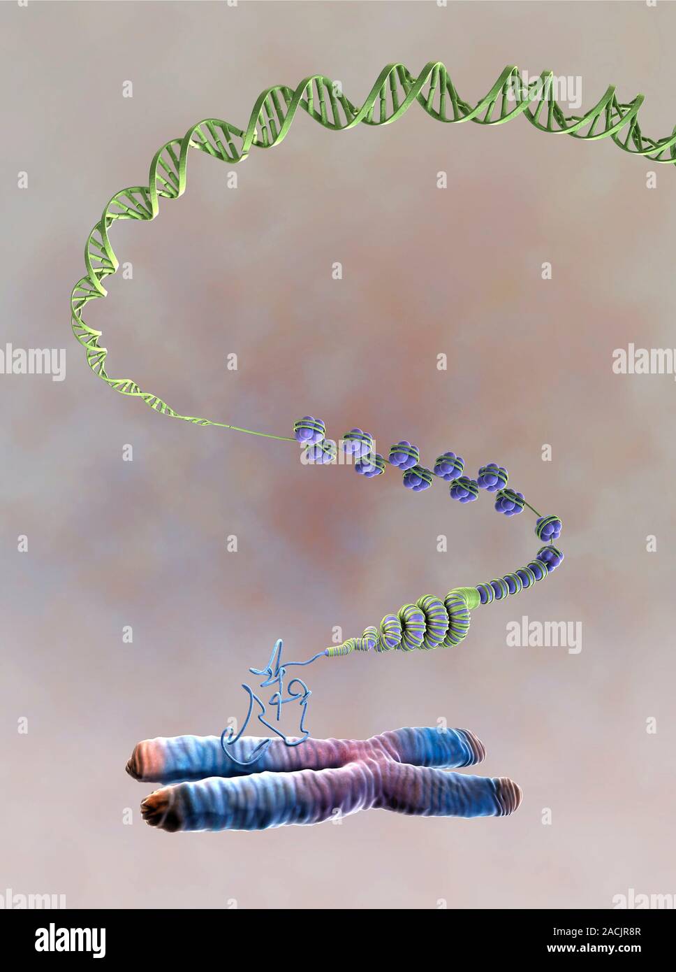 DNA packaging. Computer artwork showing how DNA (deoxyribonucleic acid ...