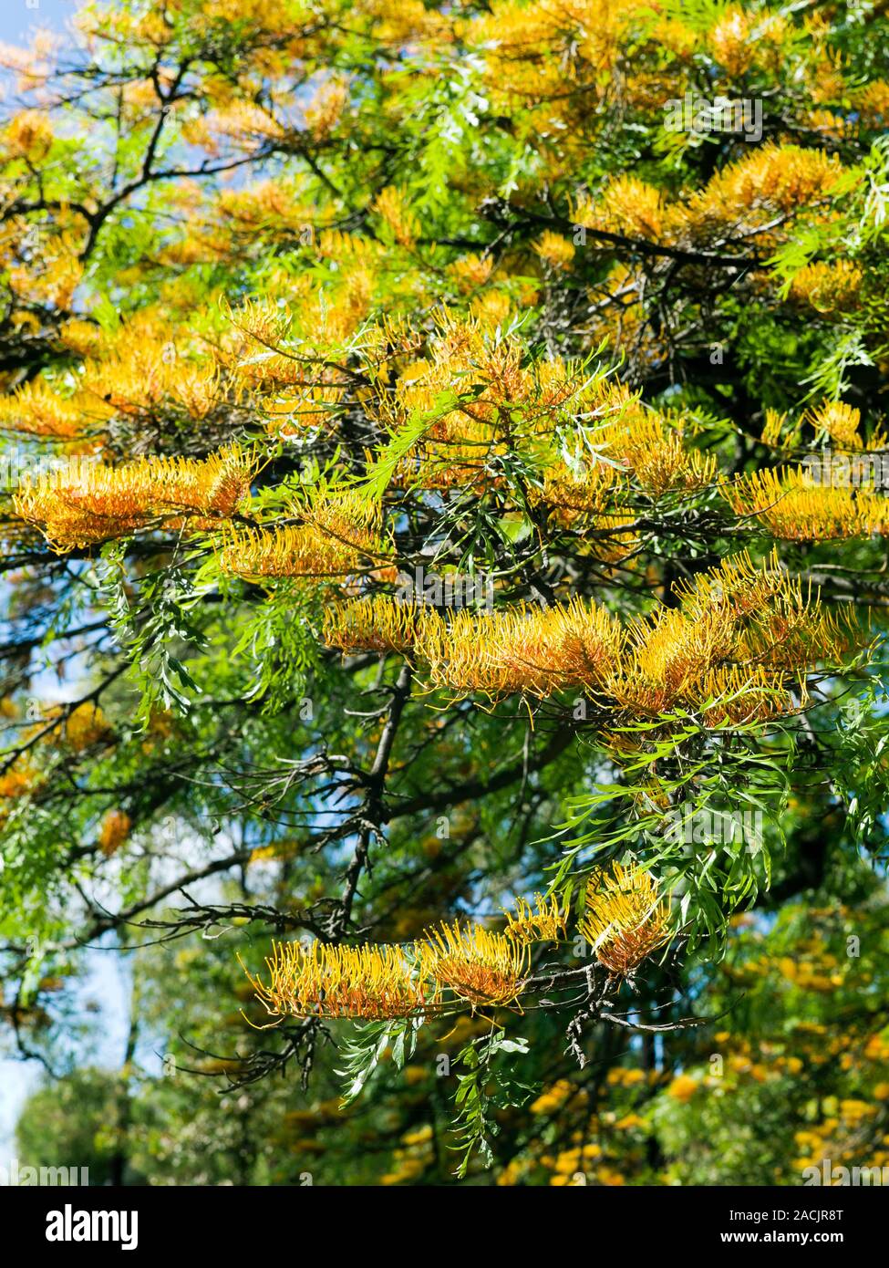 Silky oak (Grevillea robusta) tree in flower. Photographed in Melbourne ...