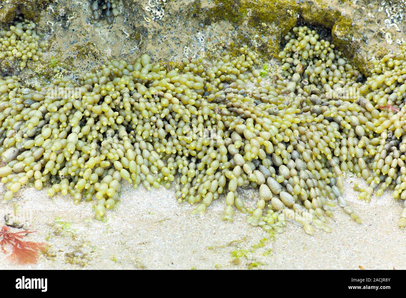 Sea grapes (Hormosira banksii), or Neptune's necklace, growing in the ...