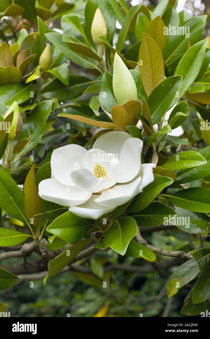 Southern magnolia (Magnolia grandiflora) in flower. Photographed in ...