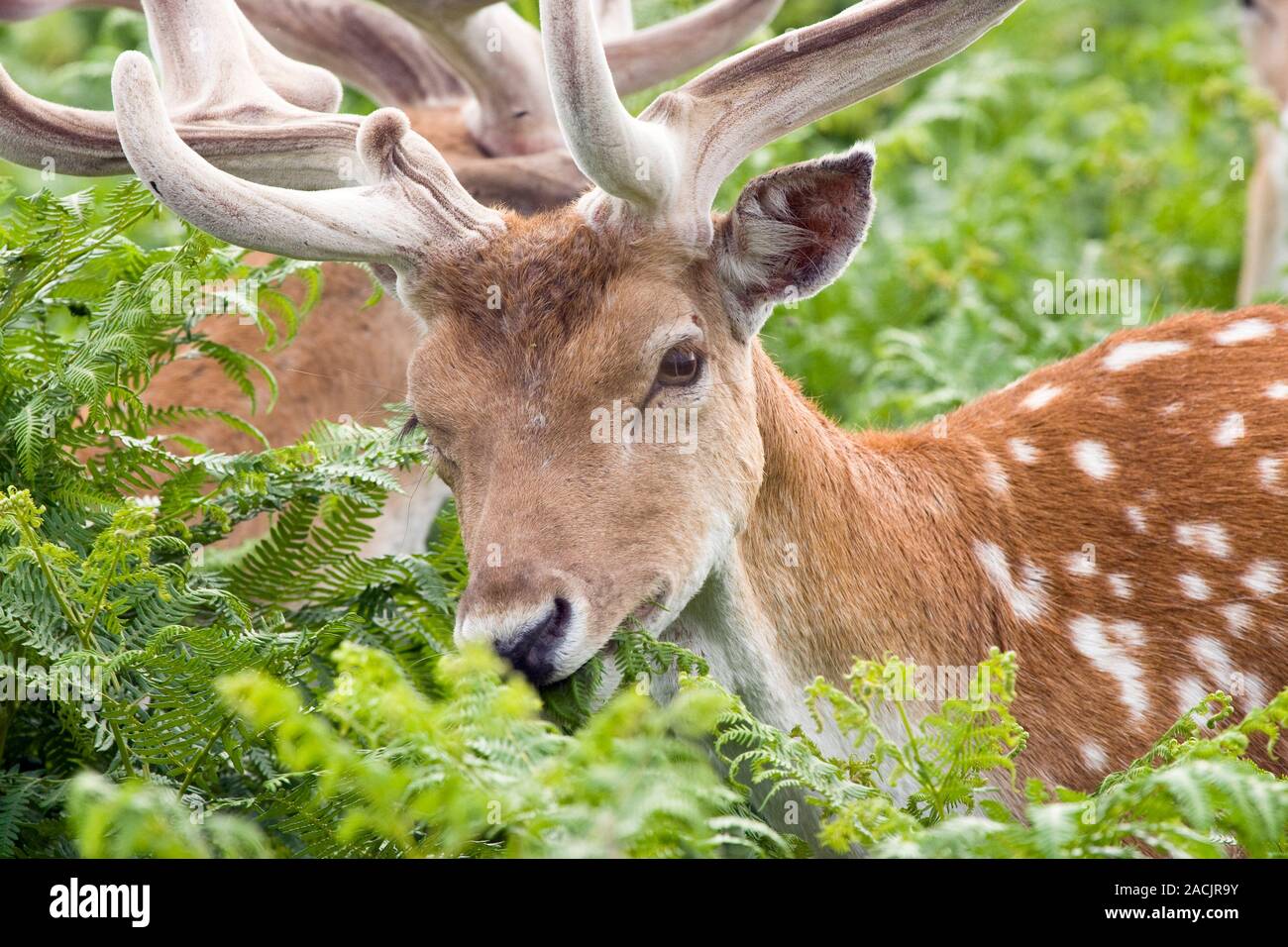 Fallow deer stag. Young male fallow deer (Dama dama) grazing on ferns ...