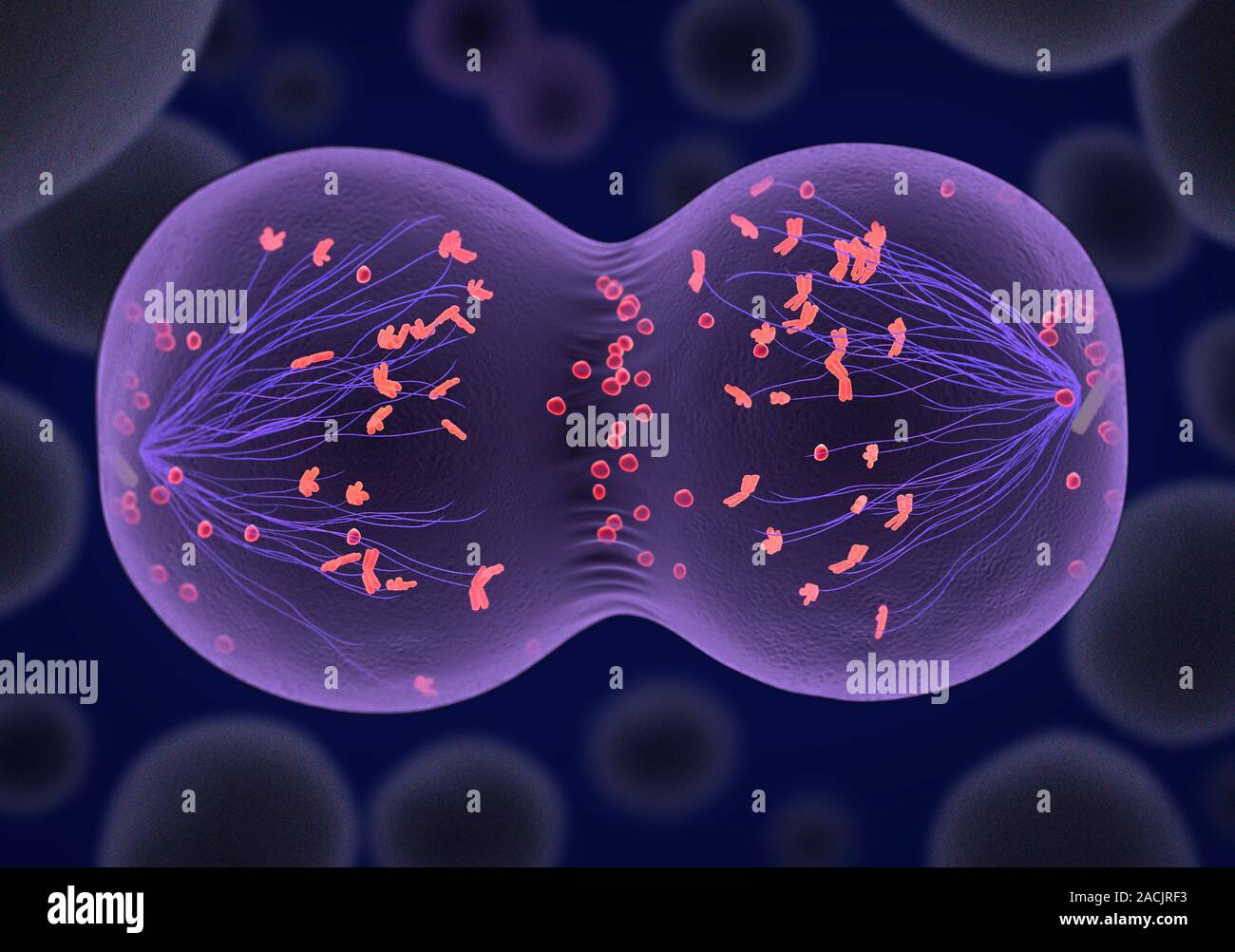 Meiosis. Computer artwork of anaphase (I) during meiosis (gamete ...