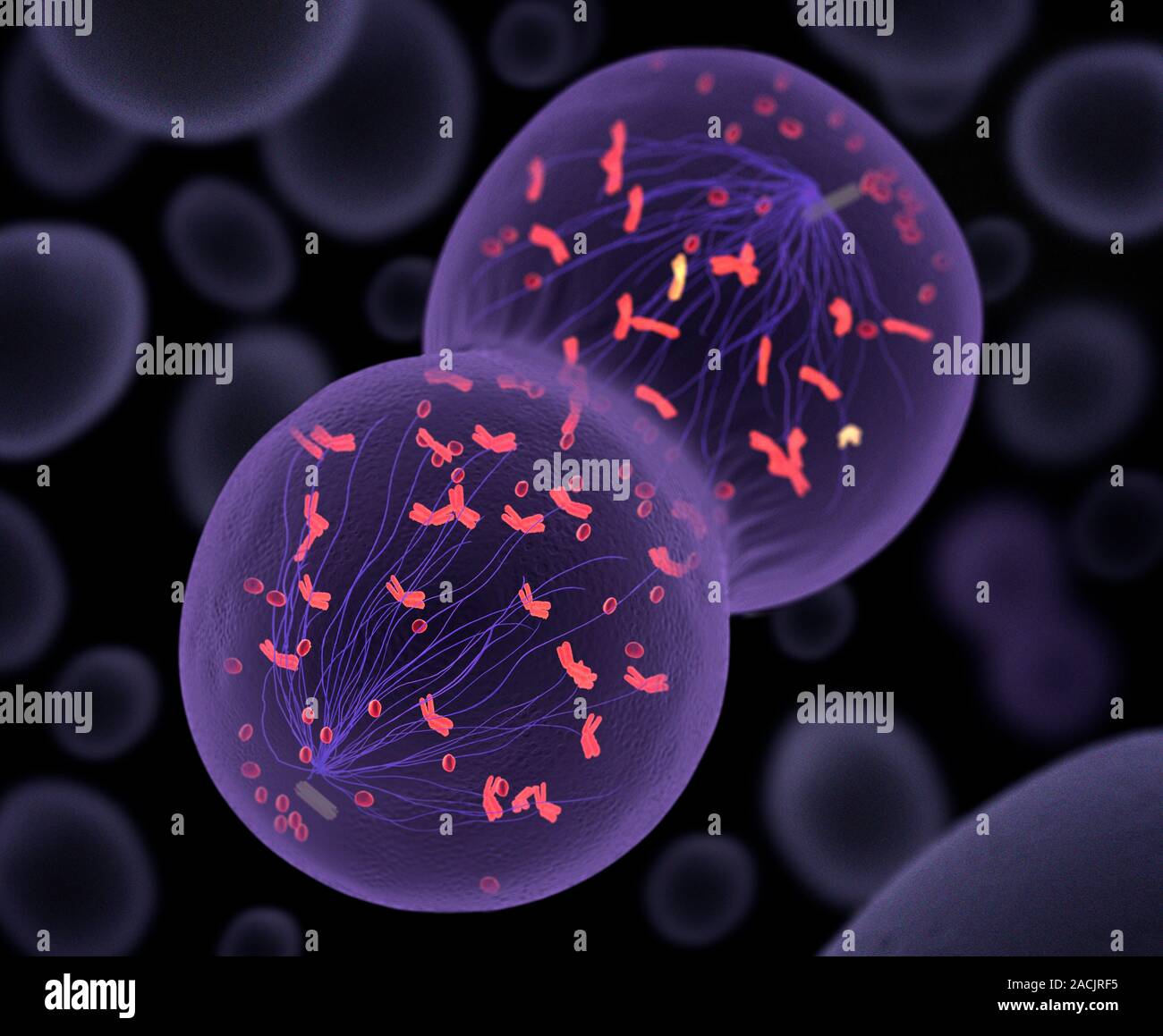 Meiosis. Computer artwork of anaphase (I) during meiosis (gamete ...