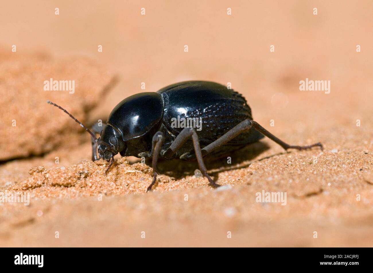 Tok-tokkie beetle (Psammodes striatus). This beetle can reach 6.5 ...