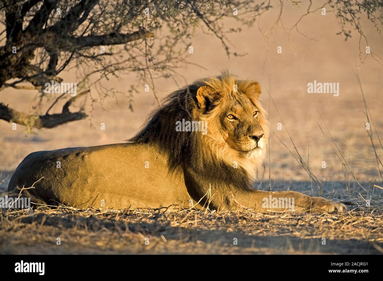 African lion (Panthera leo) male, resting under a tree. This big cat is ...