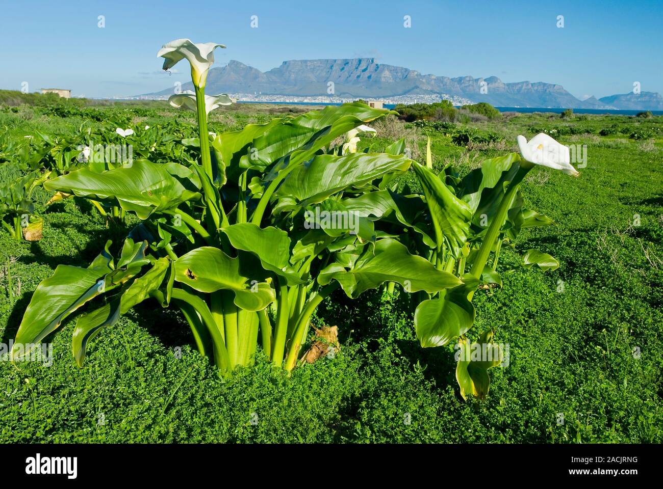 Arum lily flowers (Zantedeschia aethiopica), with Table Mountain in the ...