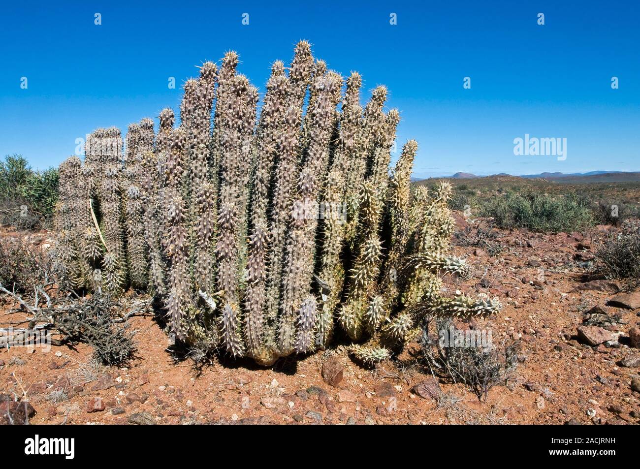 Carrion plant. This succulent plant, from the genus Hoodia, is a water ...
