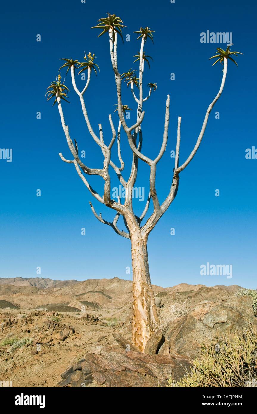 Quiver tree (Aloe dichotoma). These trees are eaten by kudu antelopes as they contain a chemical ...