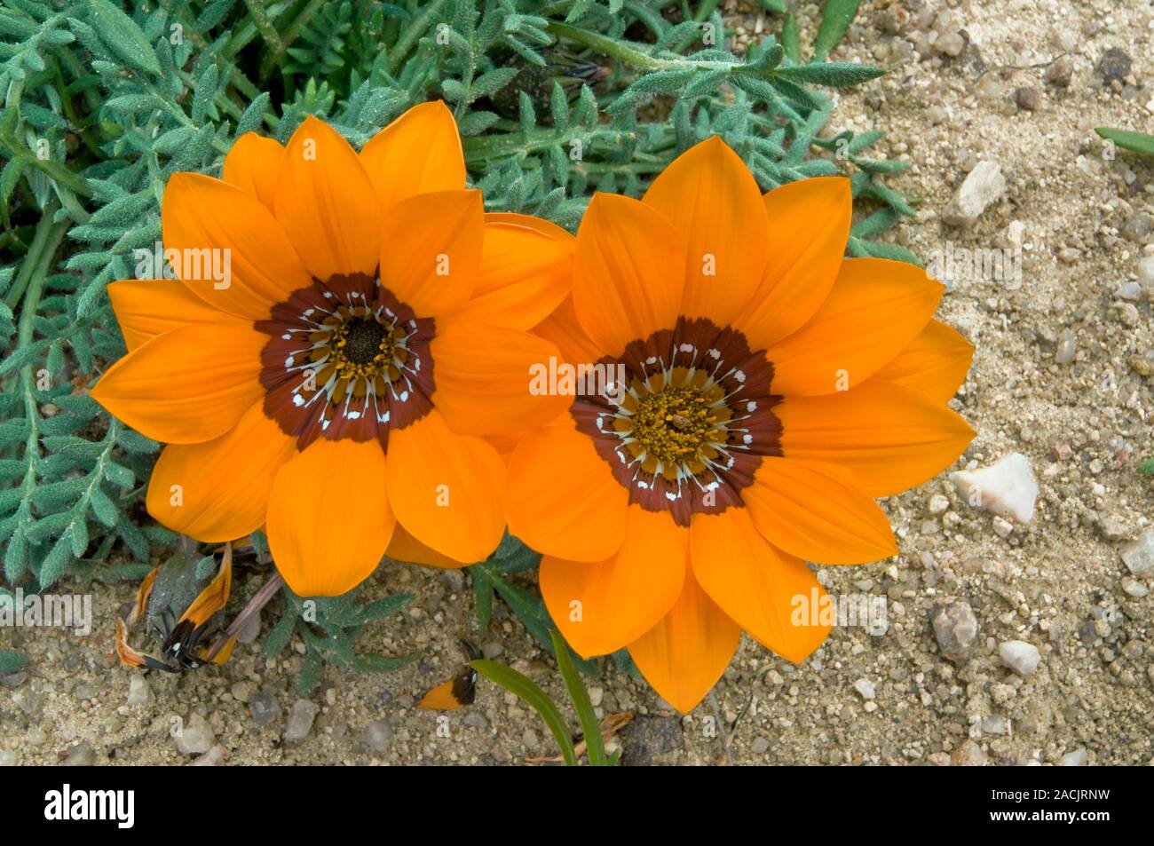 Gazania pectinata flowers. Photographed at Kleinzee, Northern Cape ...