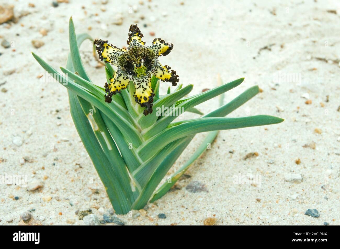 Ferraria ferrariola flower. Photographed at Kleinzee, Northern Cape ...