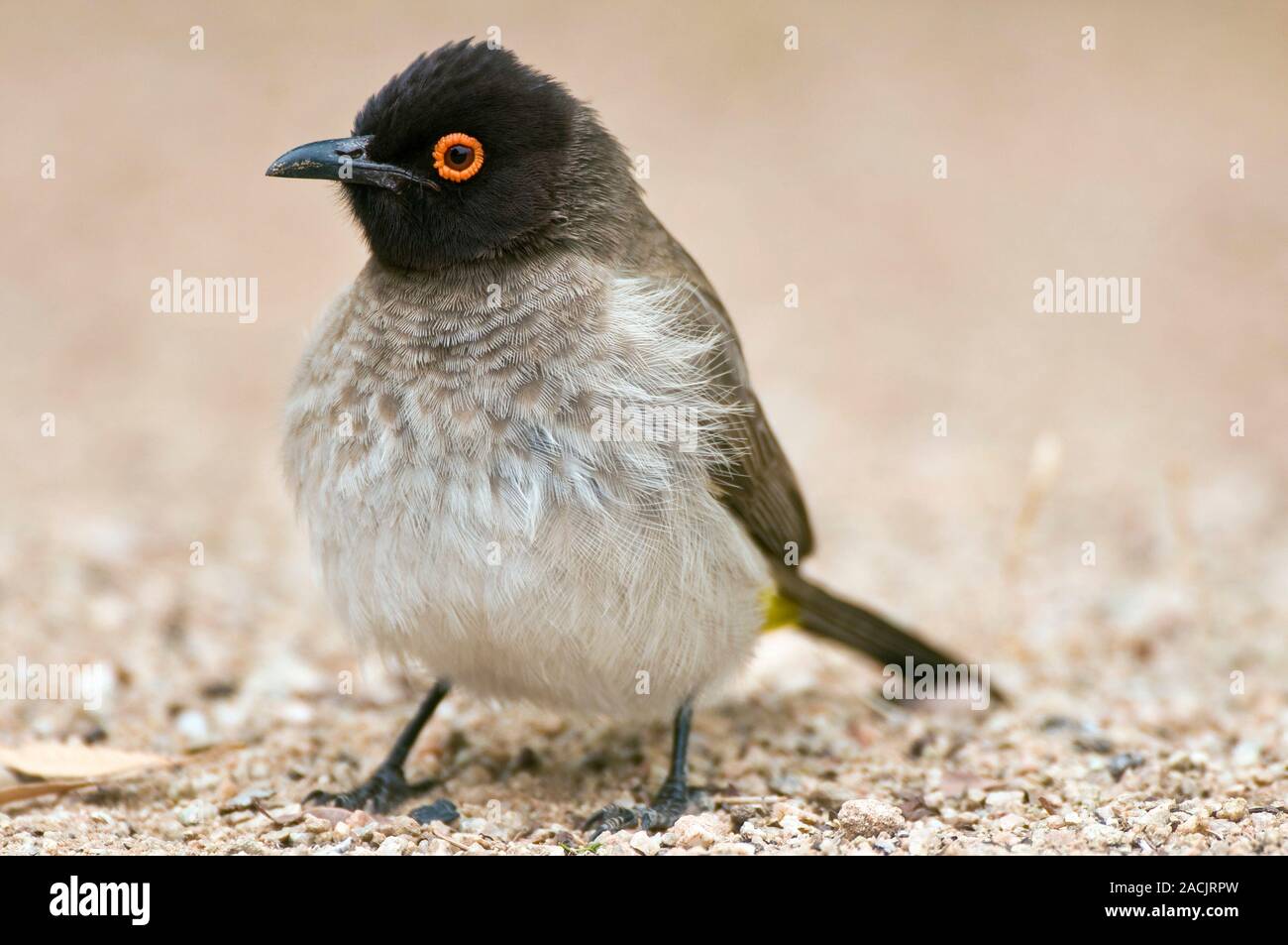 Red-eyed bulbul (Pycnonotus nigricans). Photographed in the ...