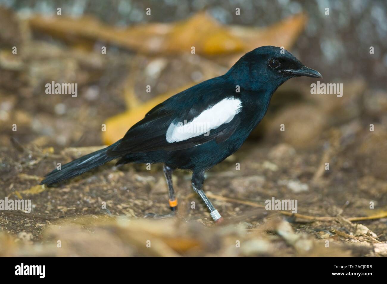 Seychelles magpie robin (Copsychus sechellarum). This specimen has ...