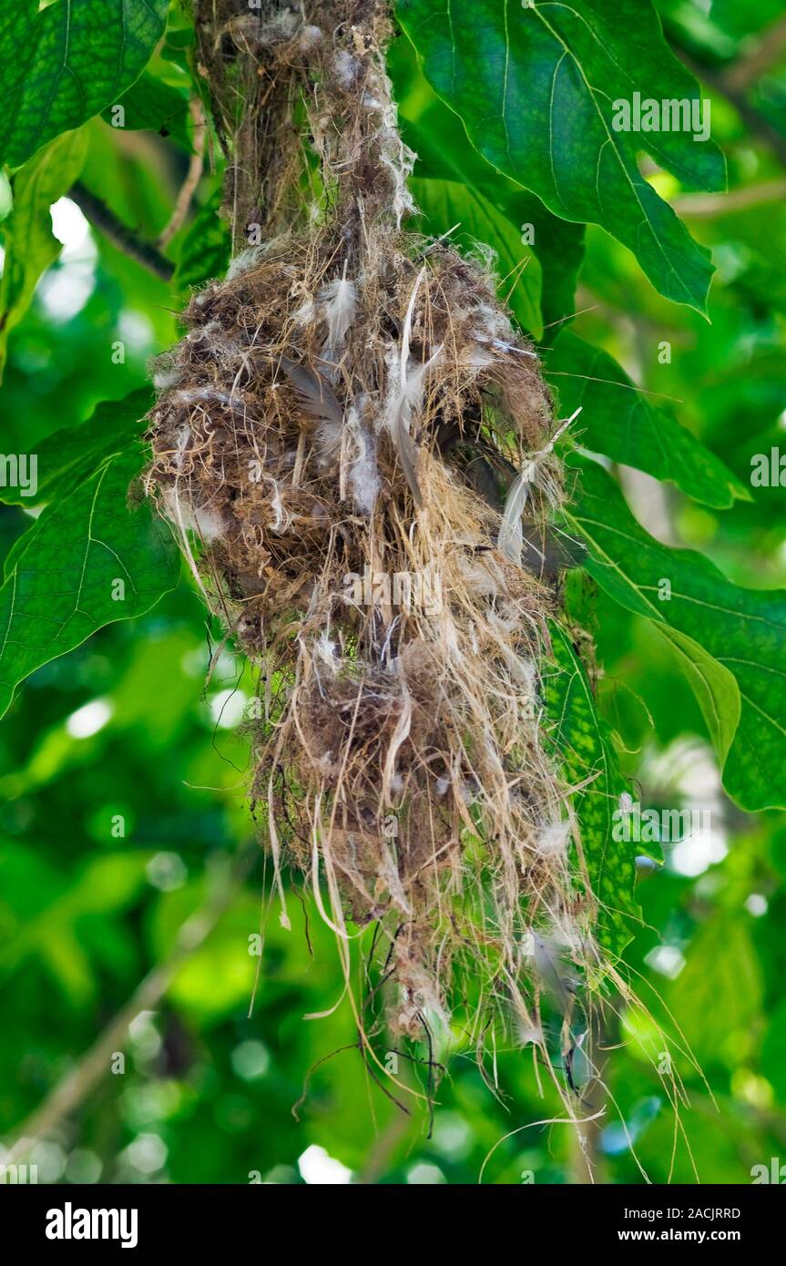 Seychelles sunbird nest. This nest, built by the Seychelles sunbird ...
