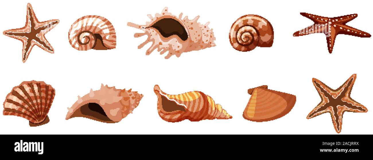 Set of isolated seashells in brown color illustration Stock Vector ...