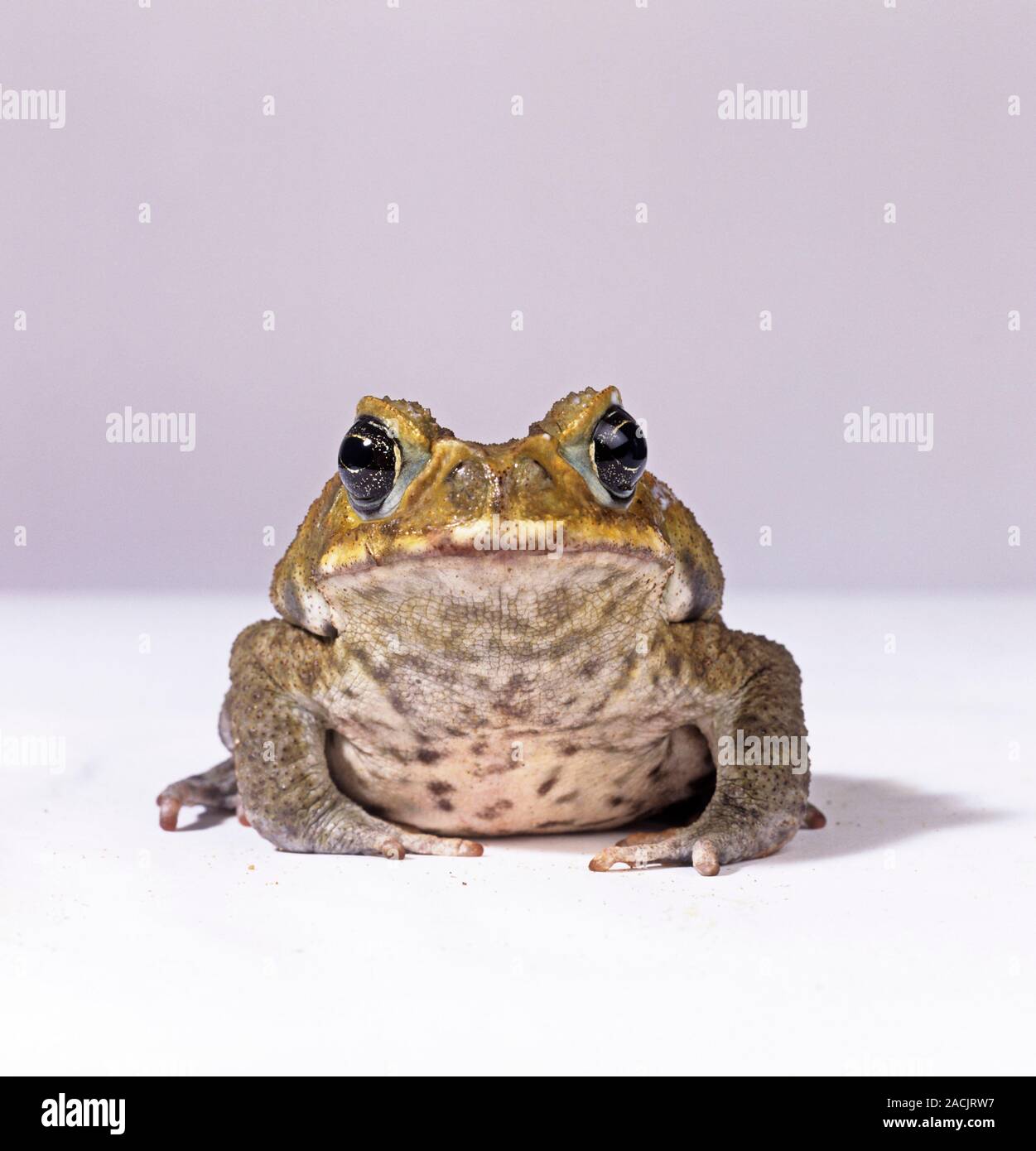 Cane toad (Bufo marinus). This poisonous toad is native to South ...