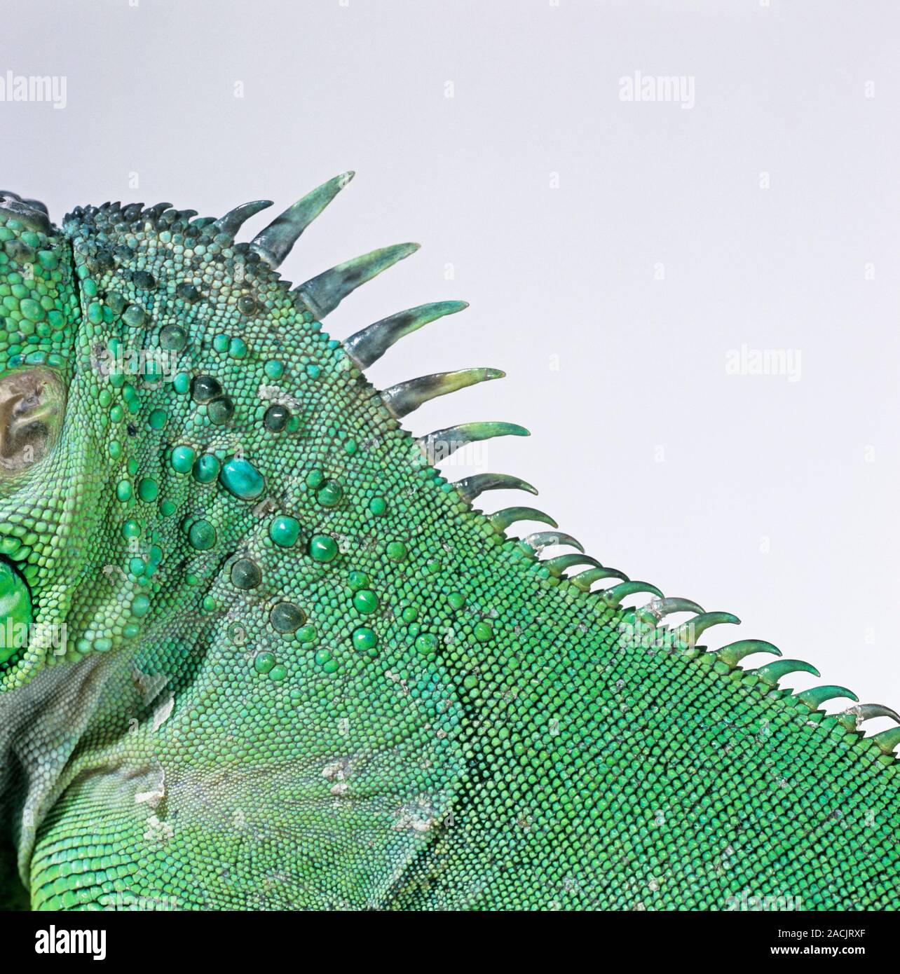 Green iguana (Iguana iguana) skin, close-up Stock Photo - Alamy