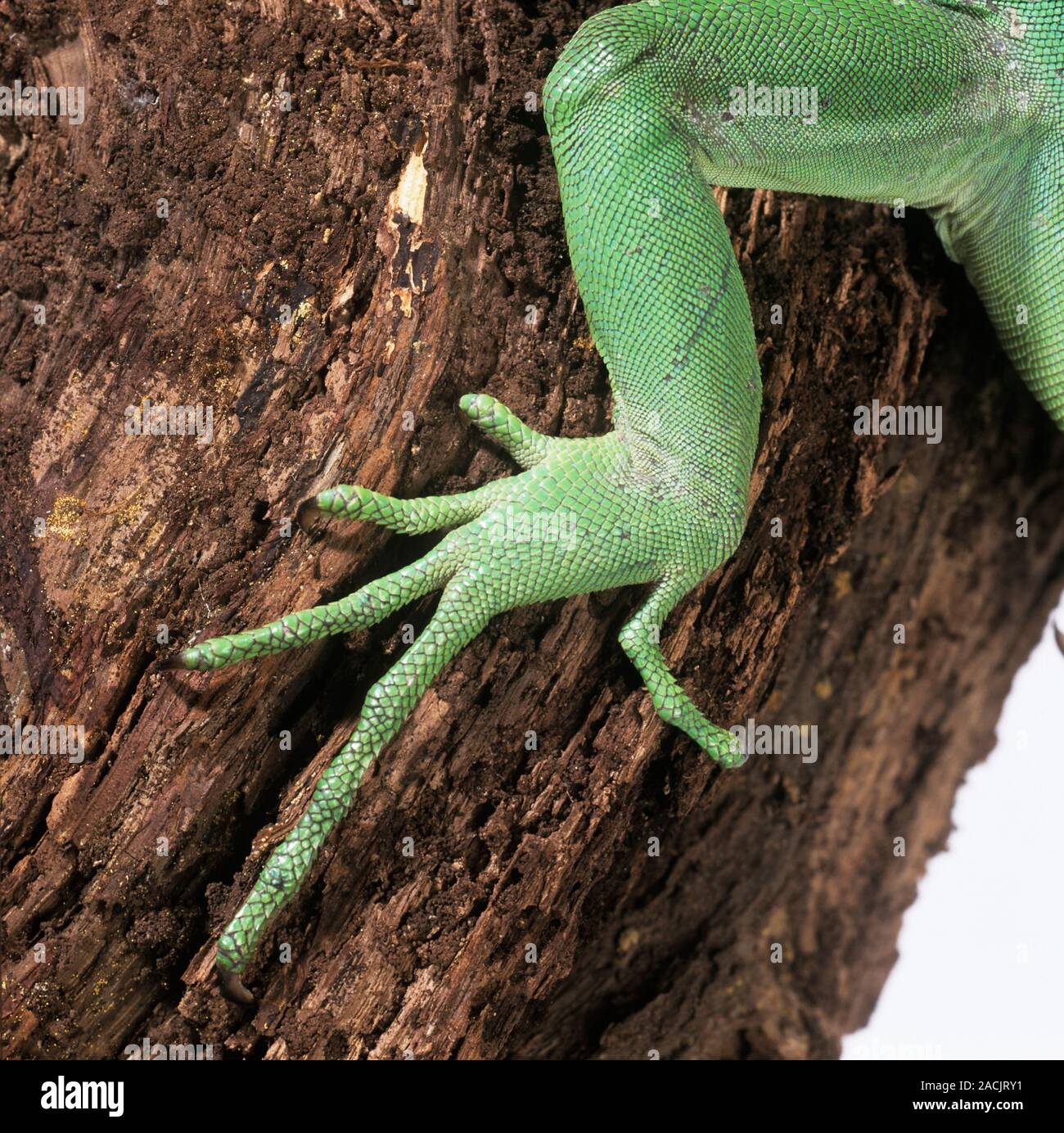 Green iguana (Iguana iguana) foot, close-up Stock Photo - Alamy
