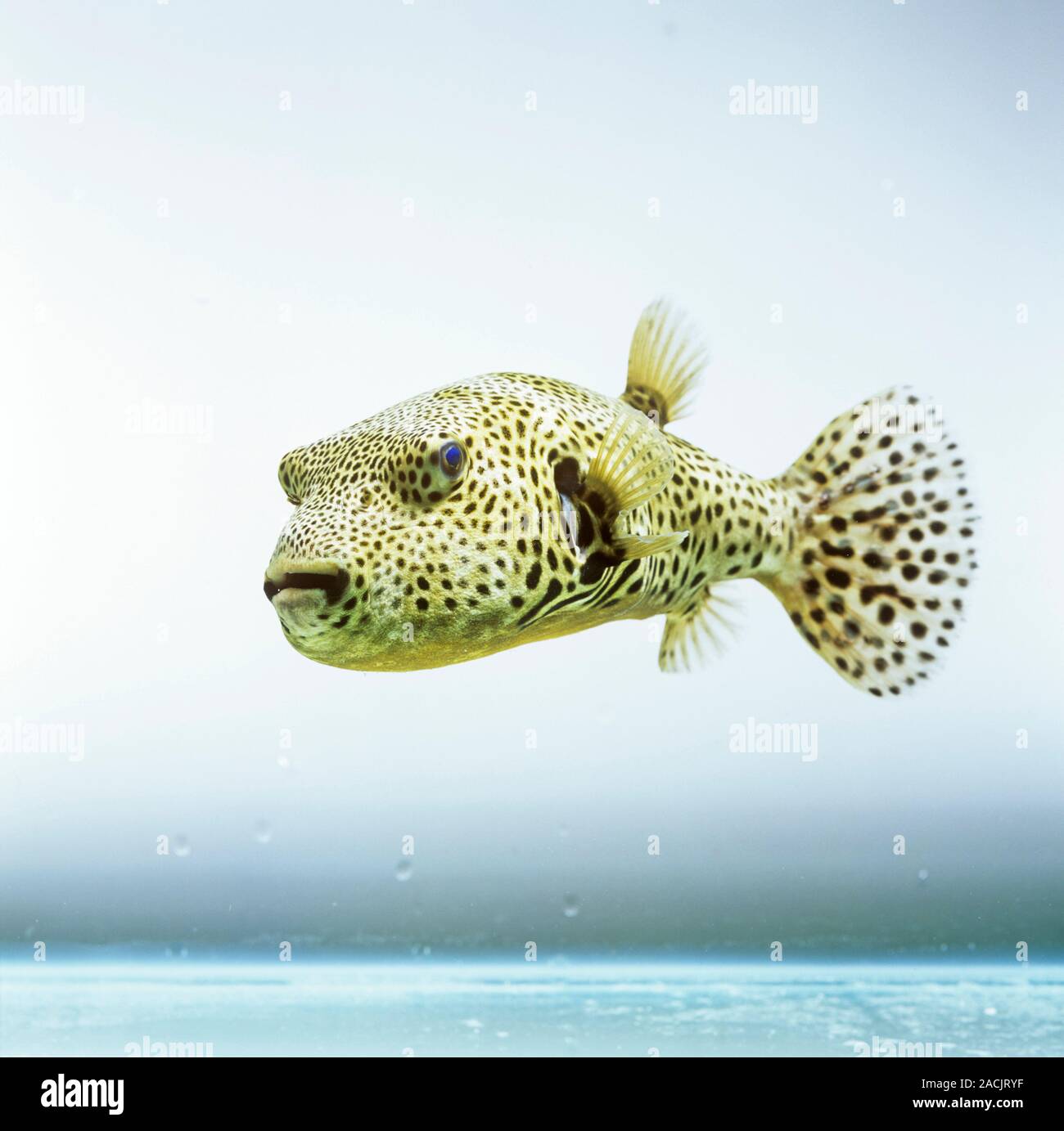 Pufferfish (family Tetraodontidae Stock Photo - Alamy
