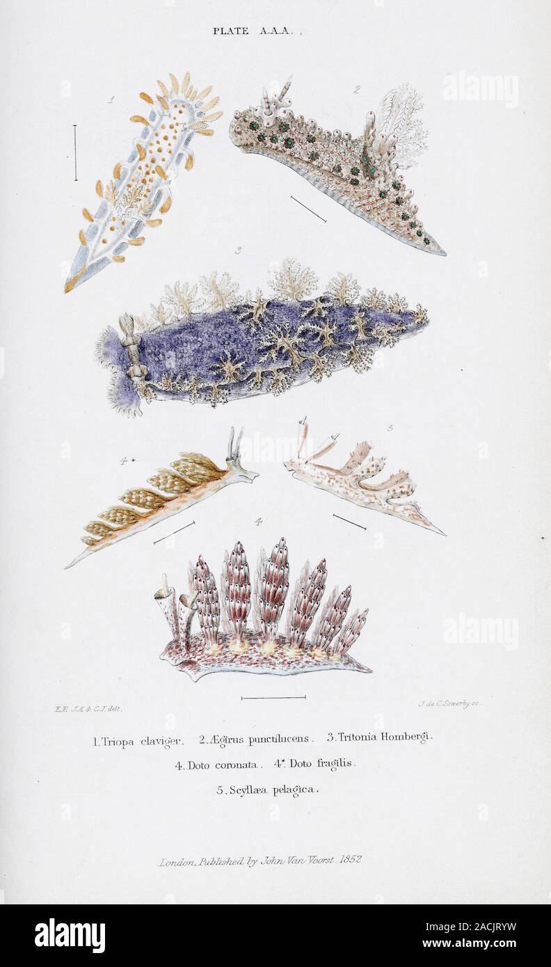 British nudibranchs (sea slugs). Illustration from 'History of British ...