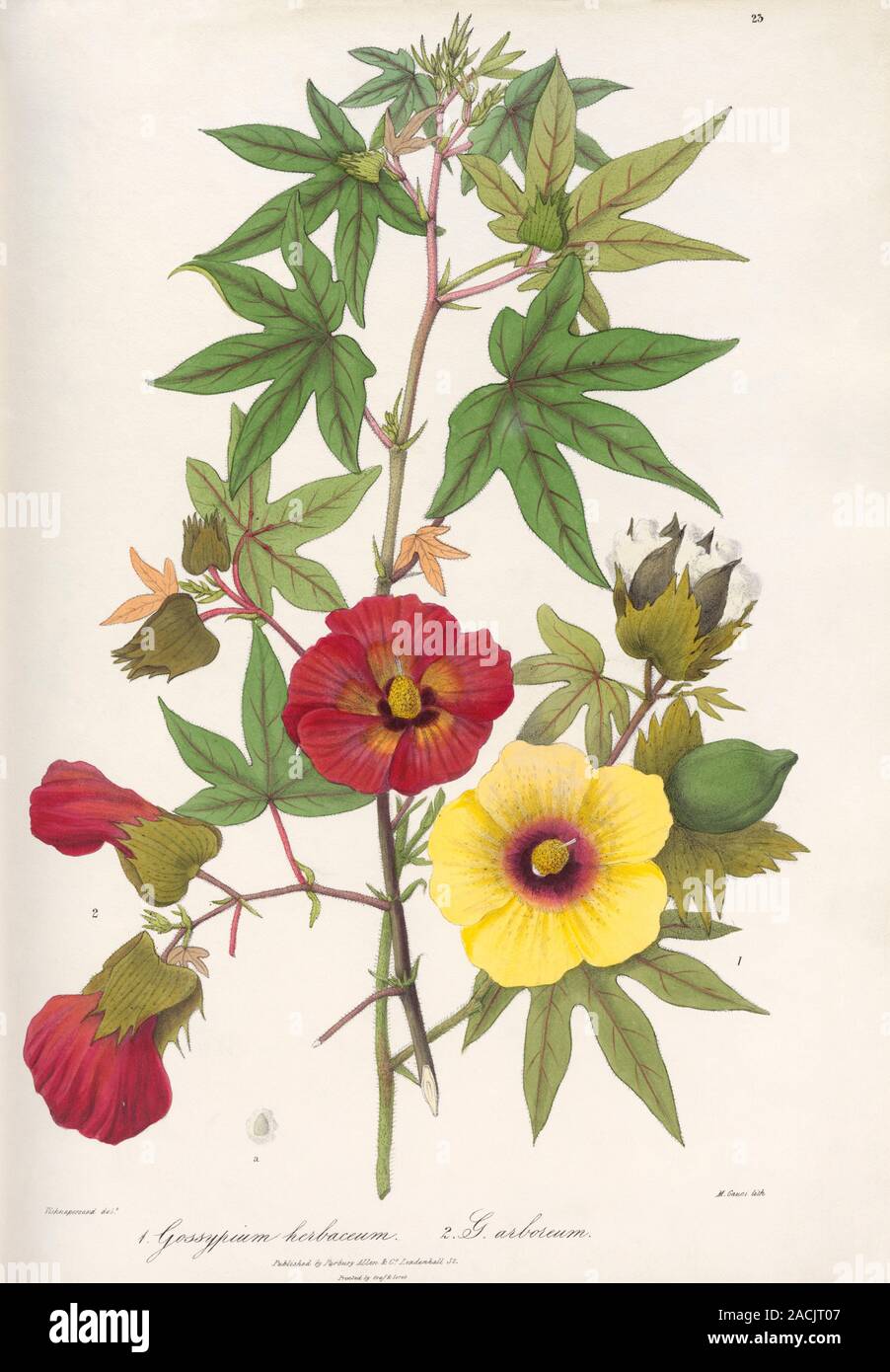 Gossypium flowers. The red and yellow species shown here are Levant ...